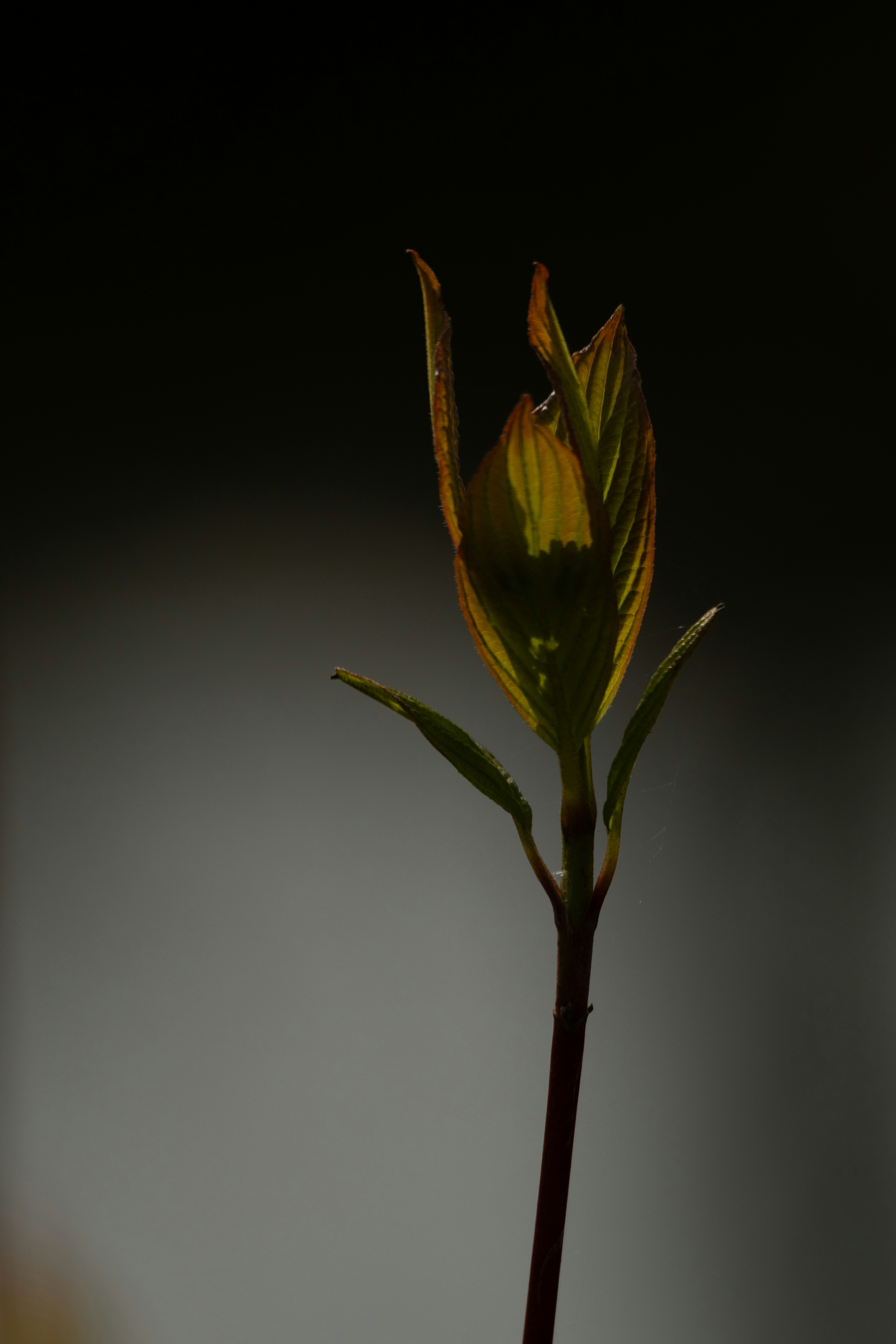 Emerging Sprout: A Single Stem Reaches Toward Light