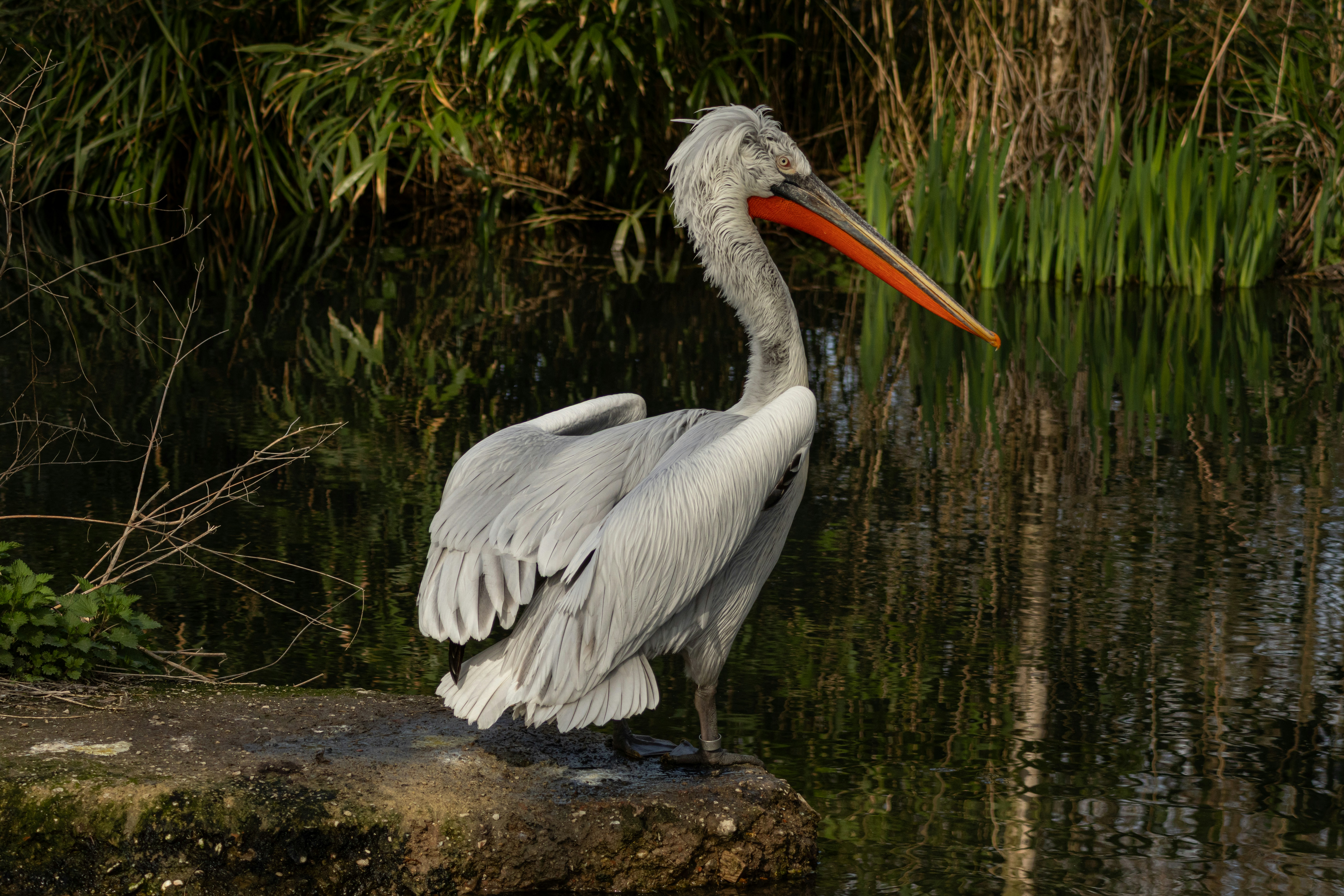 Stately Majestic Stare by the Quiet Water