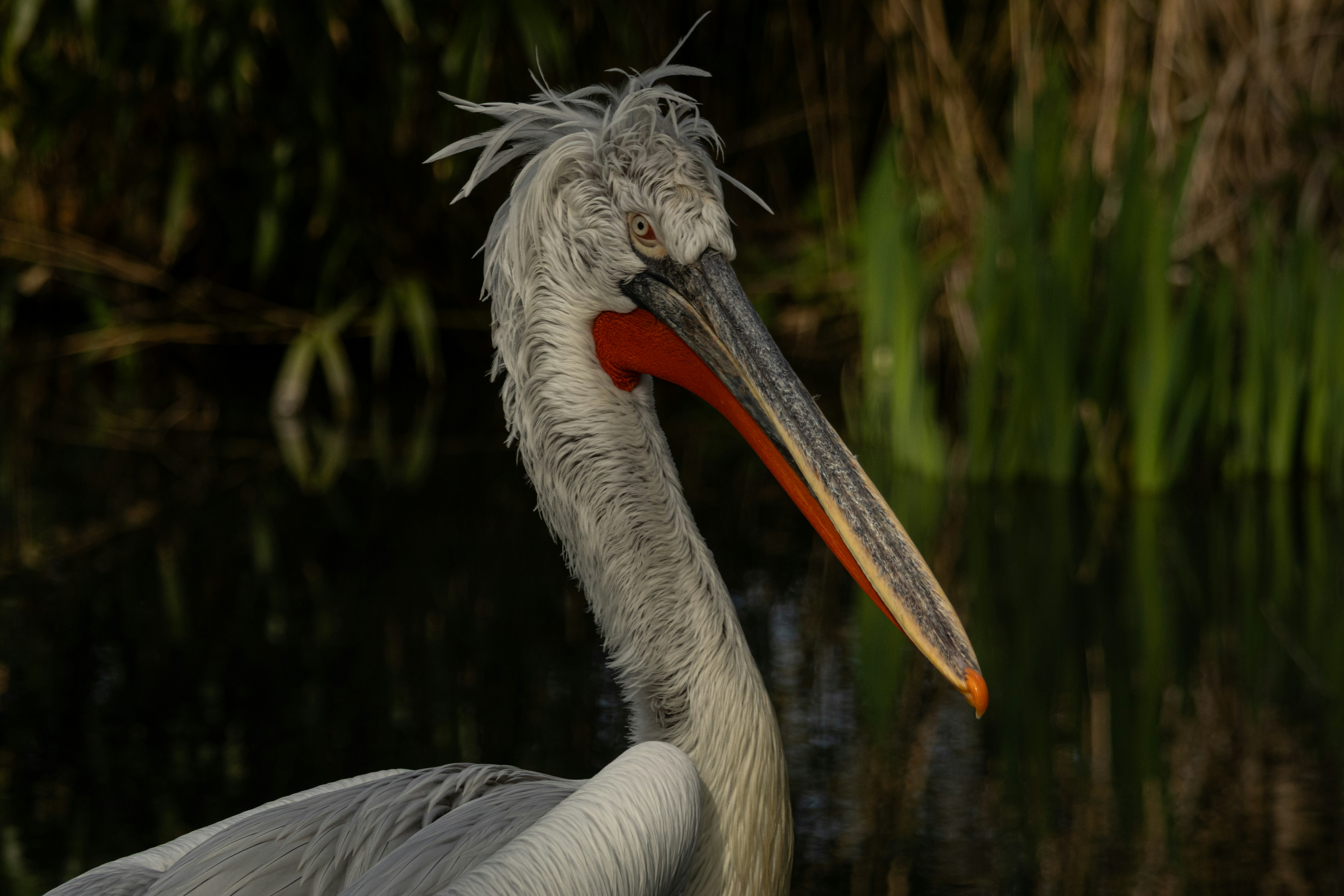 Heron in Focus: A Quiet Portrait by the Water
