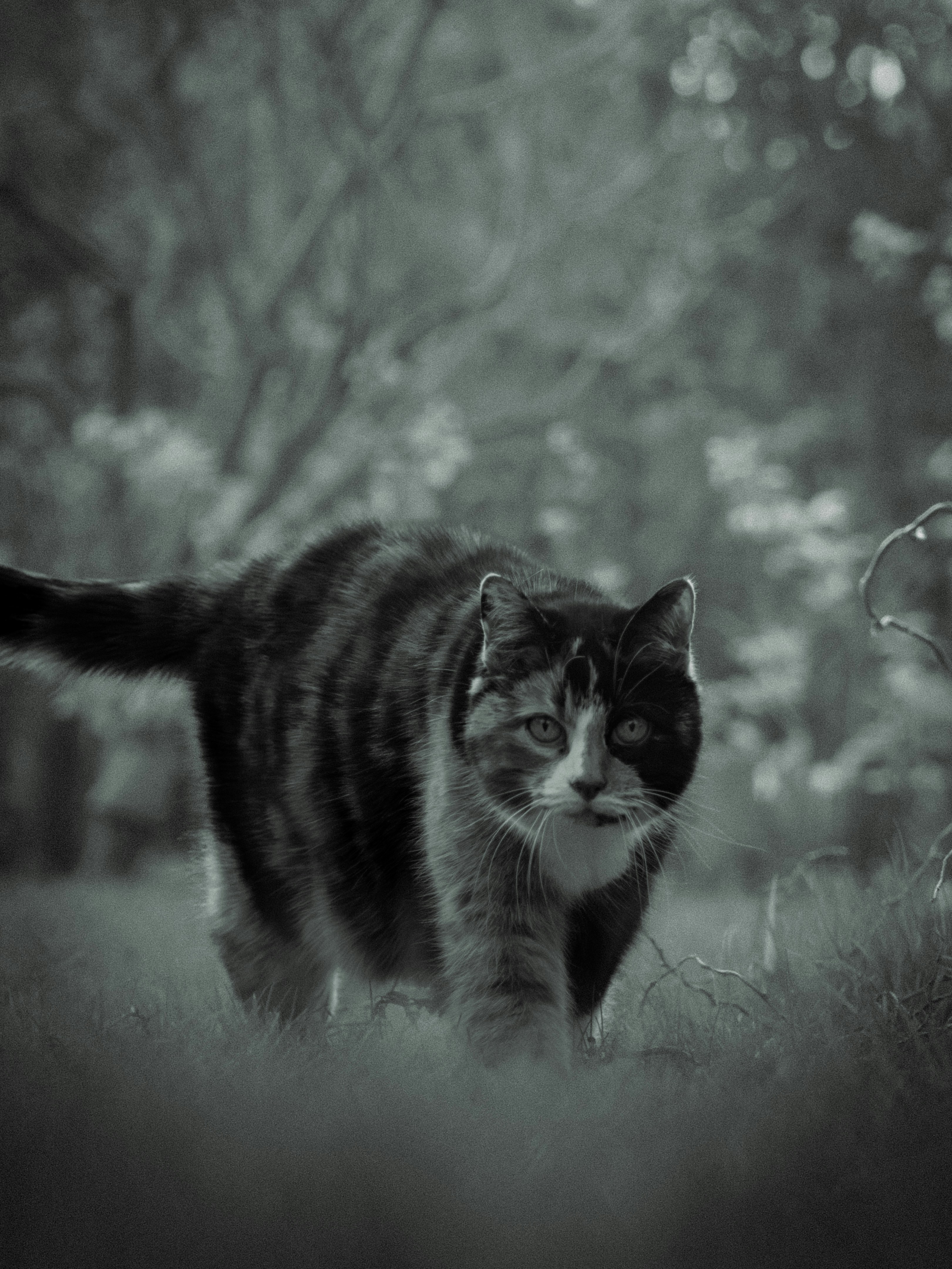 Bushy-tailed Stalker: A Quiet Moment in Dappled Shade