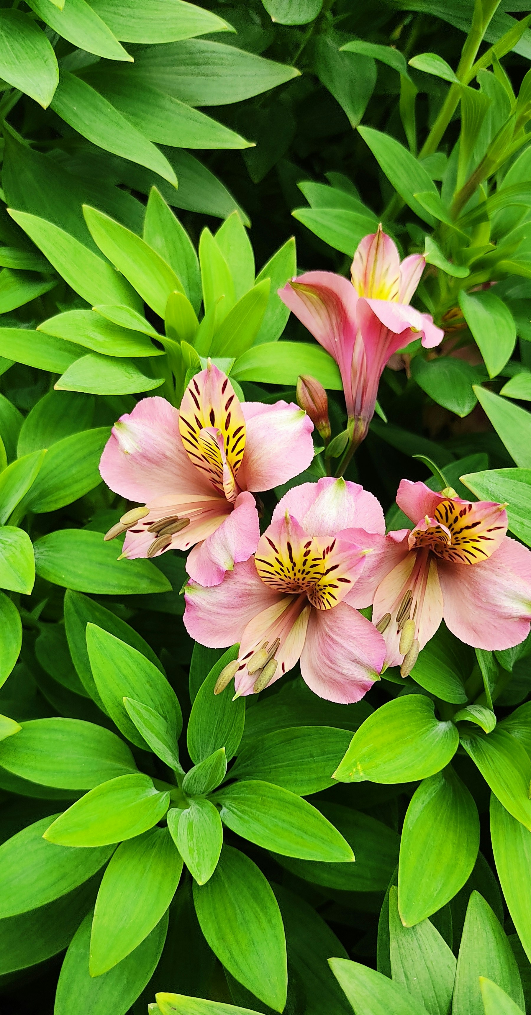 Pink trumpet blooms emerge among emerald leaves