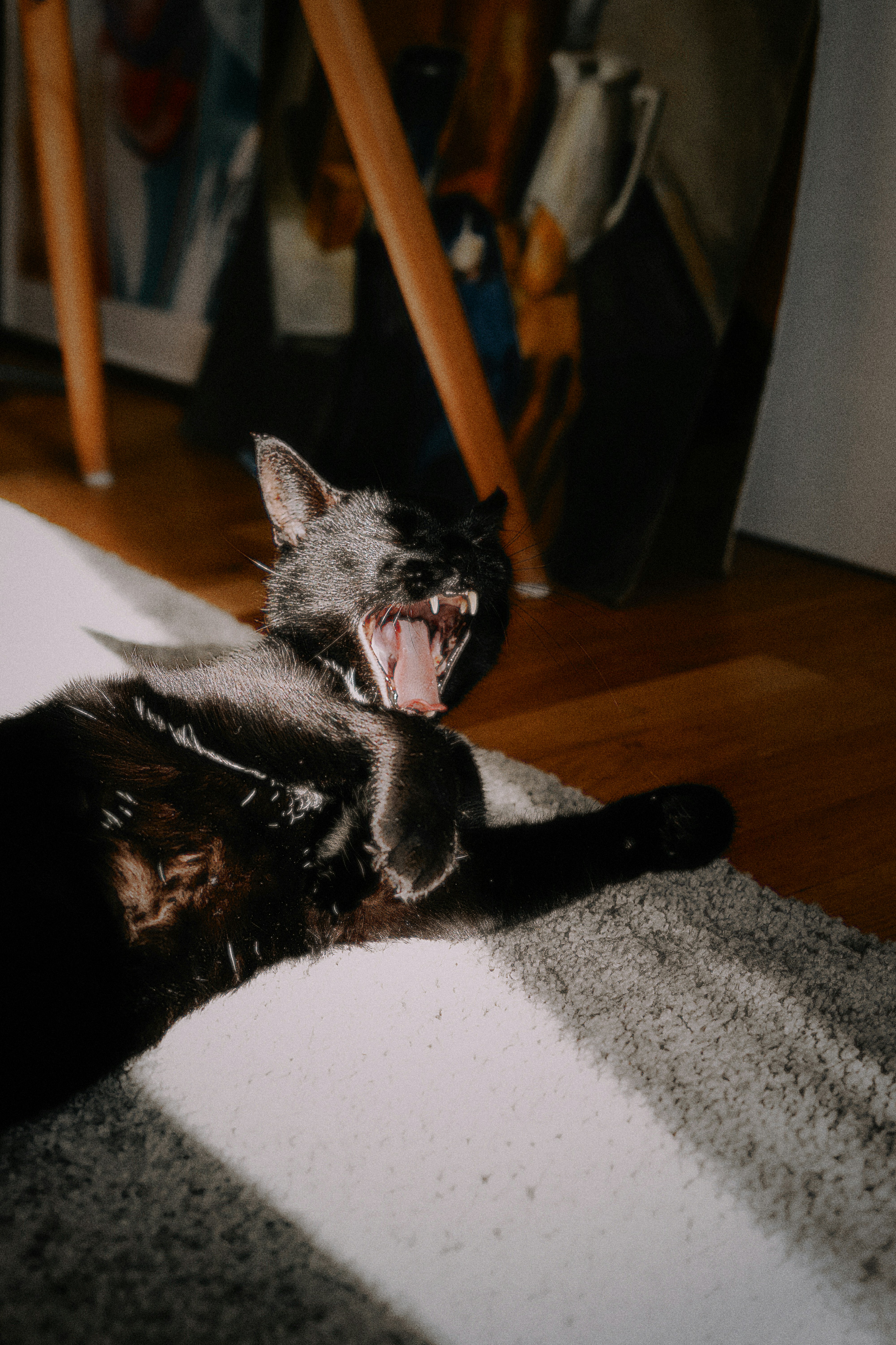 Ferocious Moment: A Black Cat Unleashes a Feline Roar