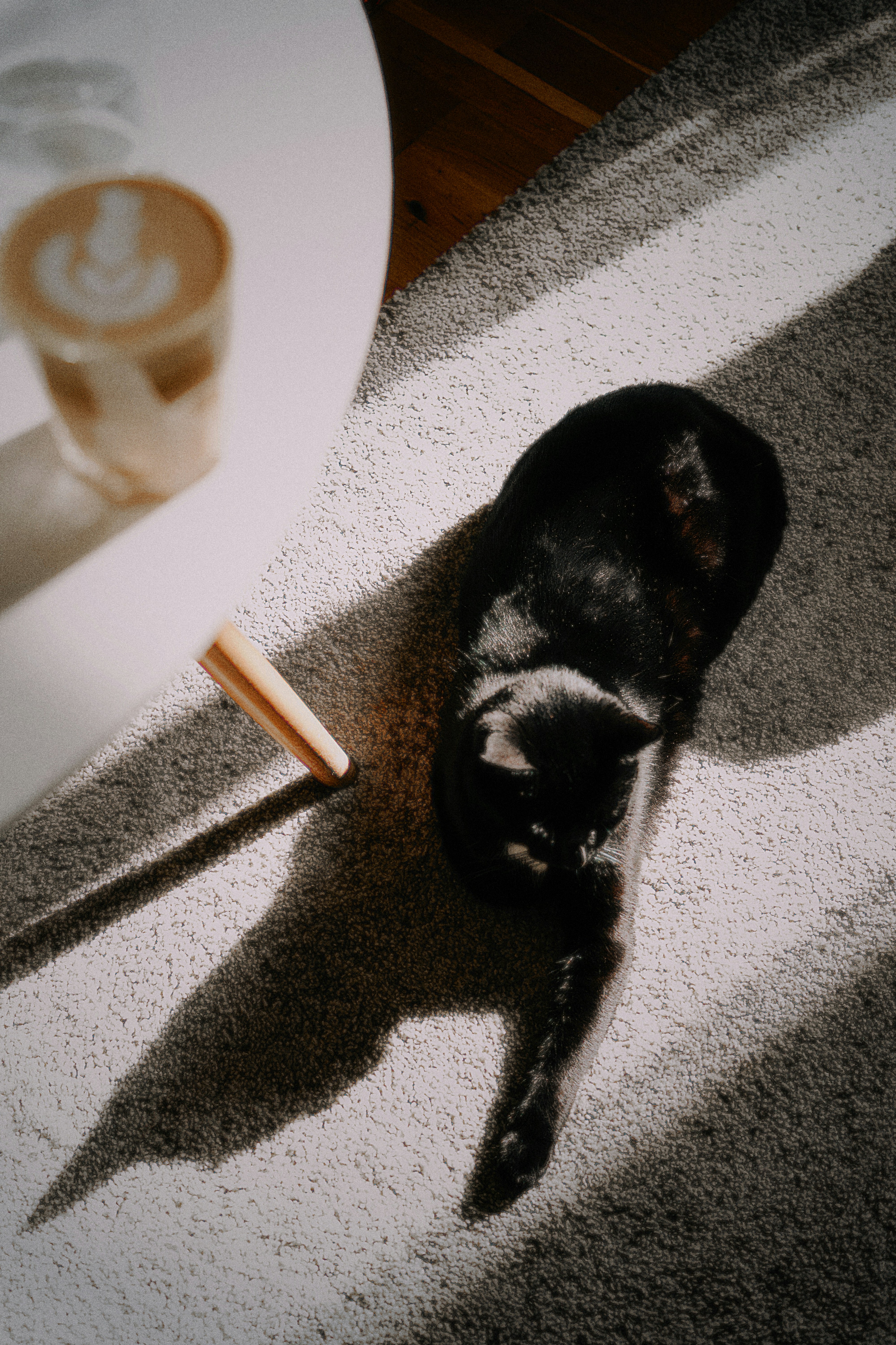 Shadowed Feline: A Black Cat Stretched Across a Sunlit Rug