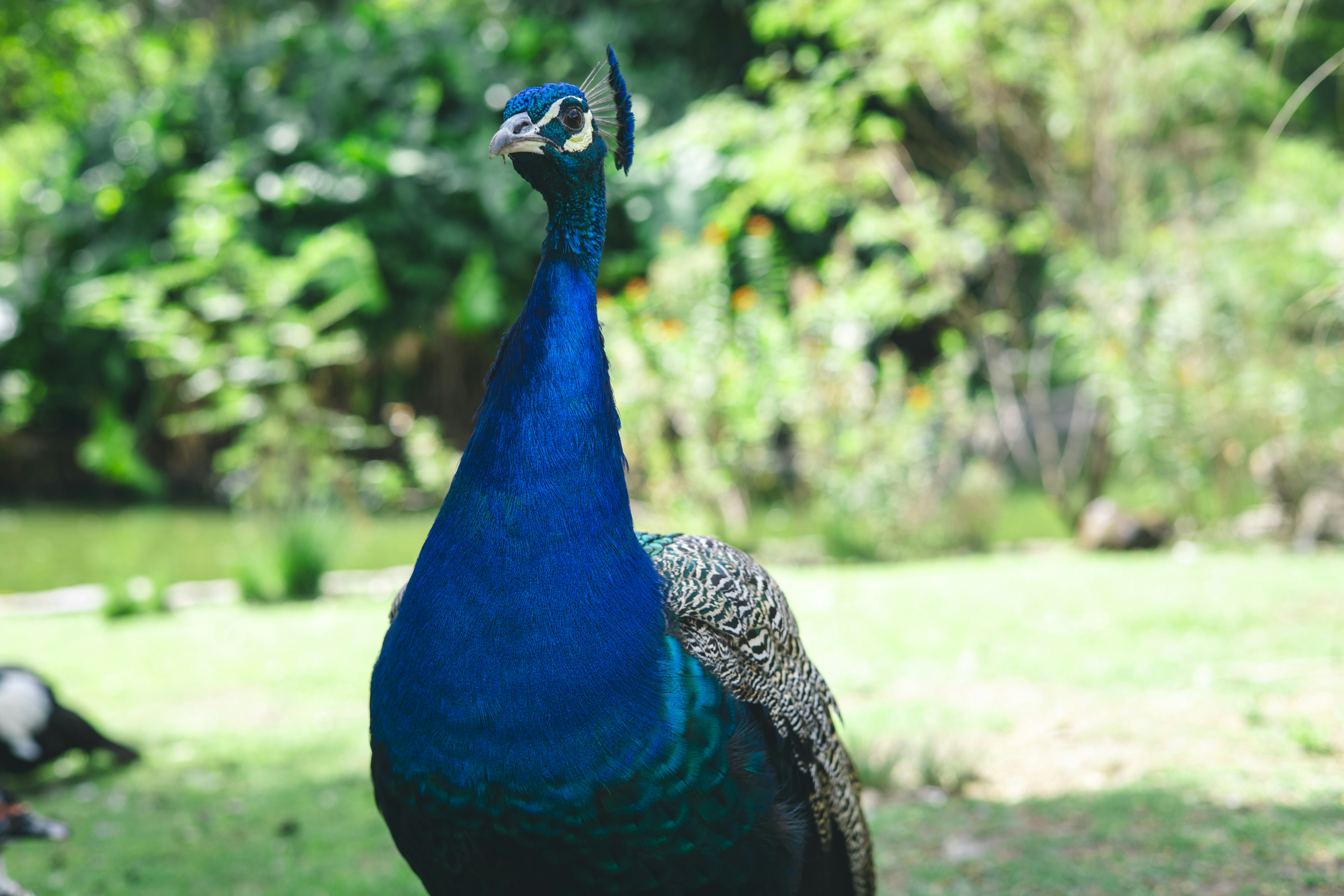 Vivid Crown: A Peafowl Posture in a Sunlit Garden