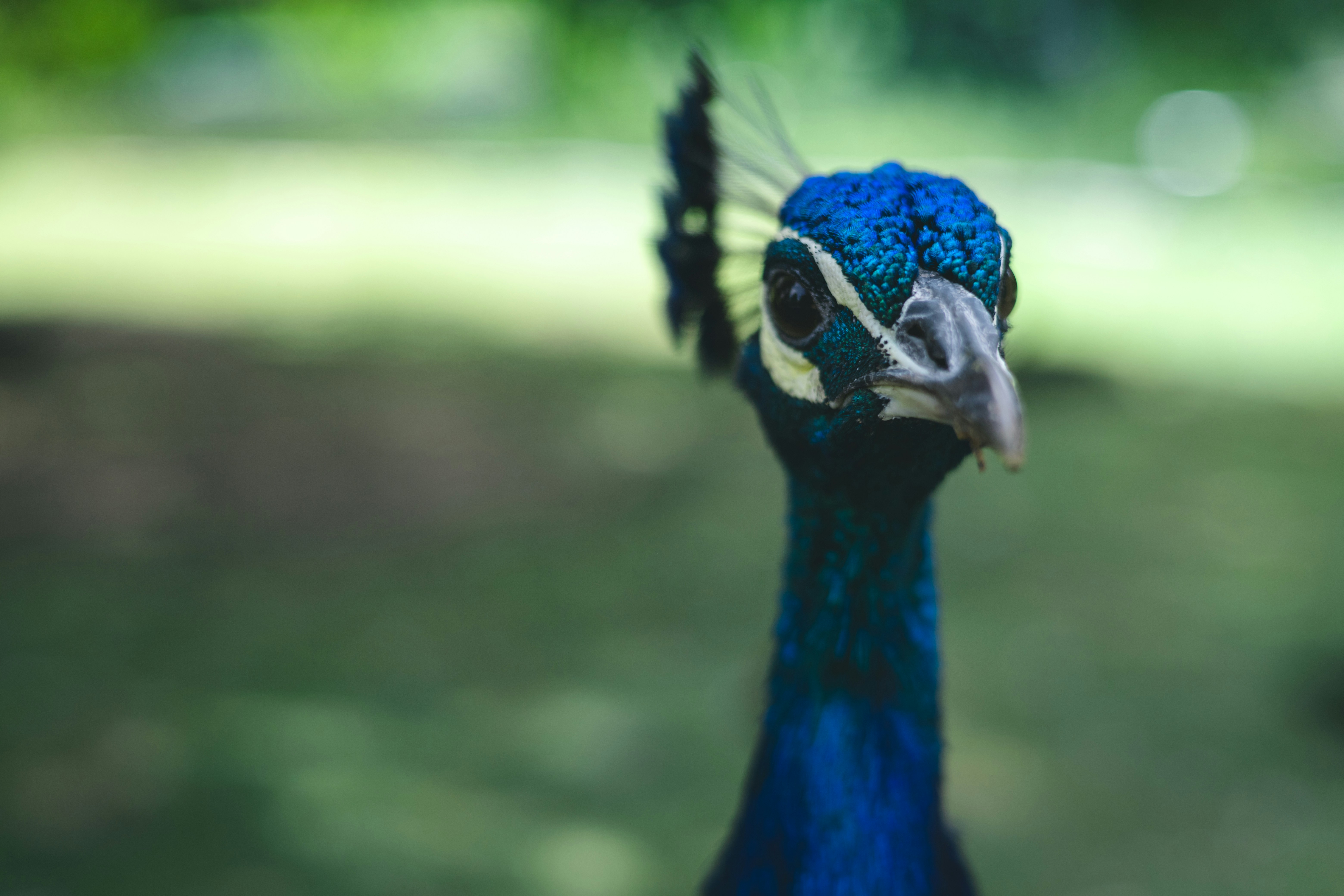 Azure Crown: A Peacock’s Portrait in Soft Focus