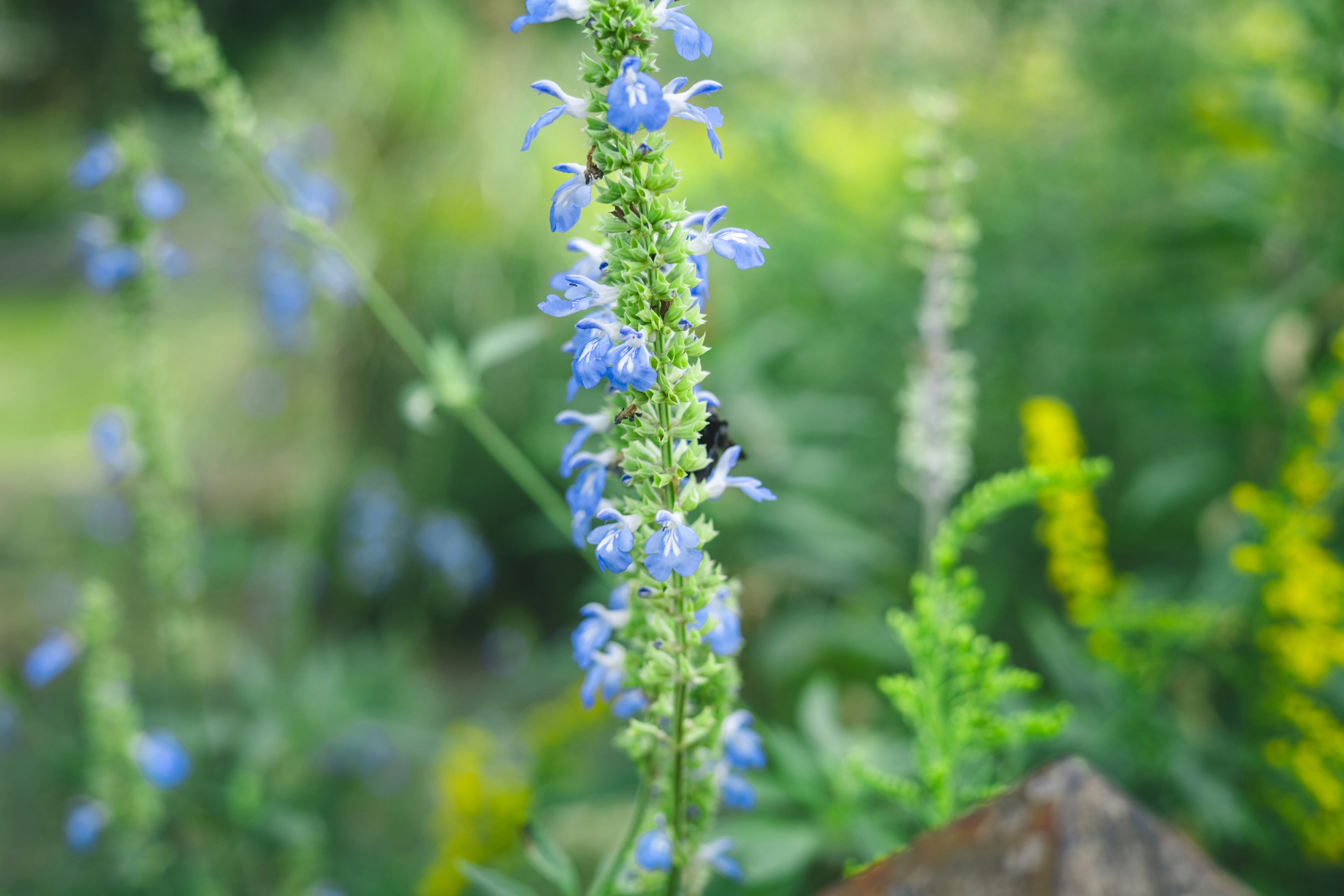Blue bloom in a sunlit meadow: a close-up on delicate lavender-stem flowers