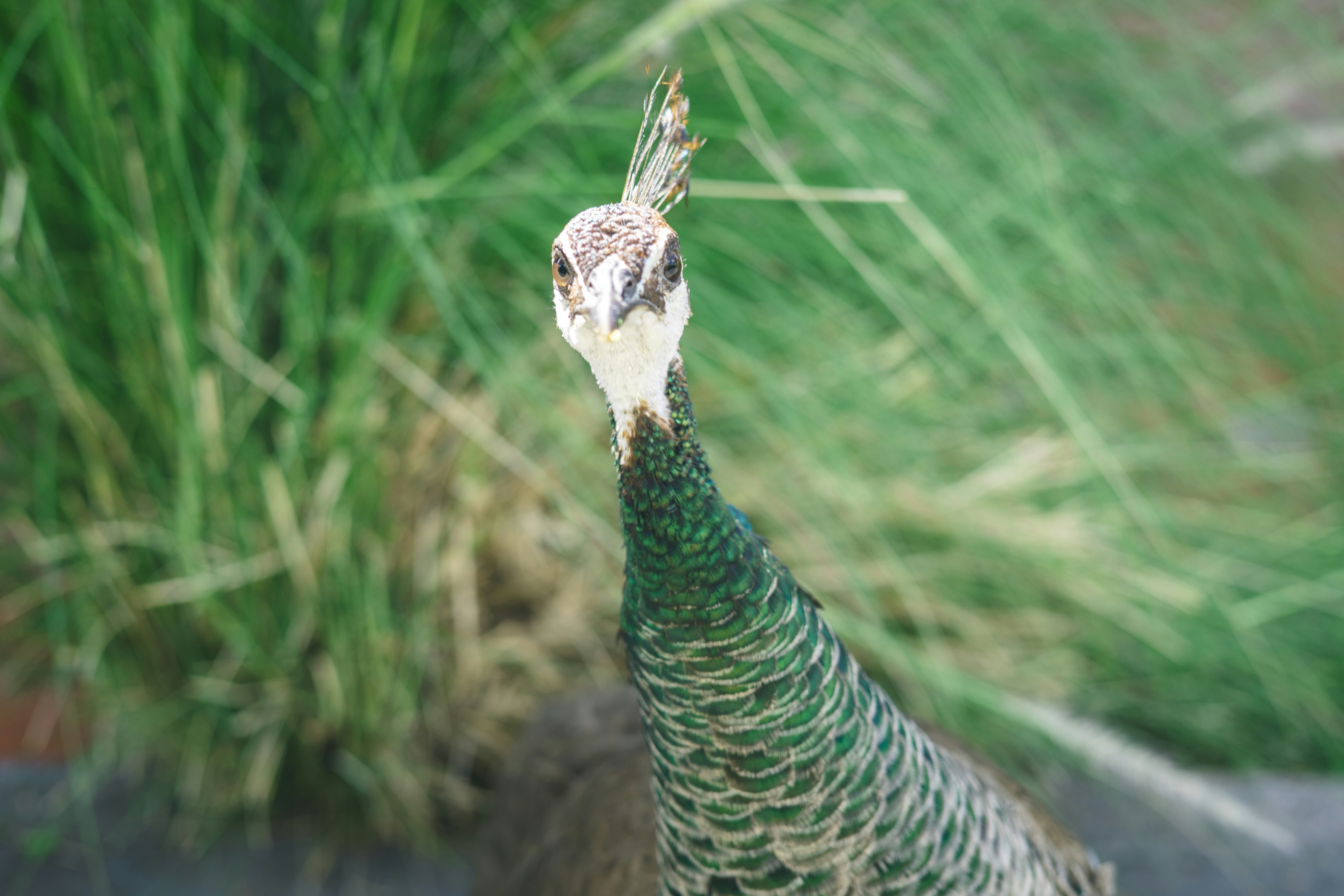 Peacock Portrait: Alert Head and Iridescent Neck Rising from Green Meadow
