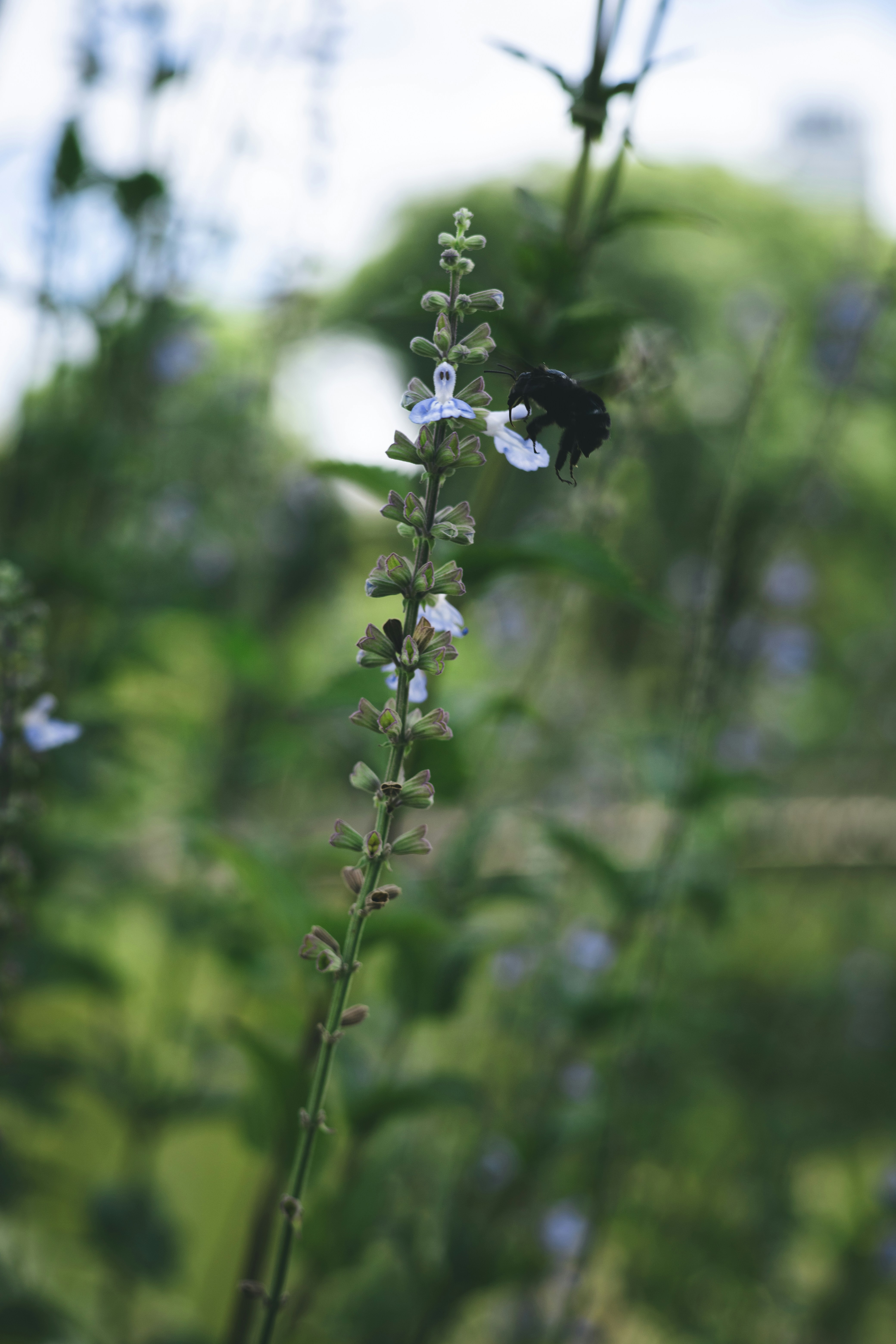 Blooming spike with a hovering bee: a sunlit garden moment