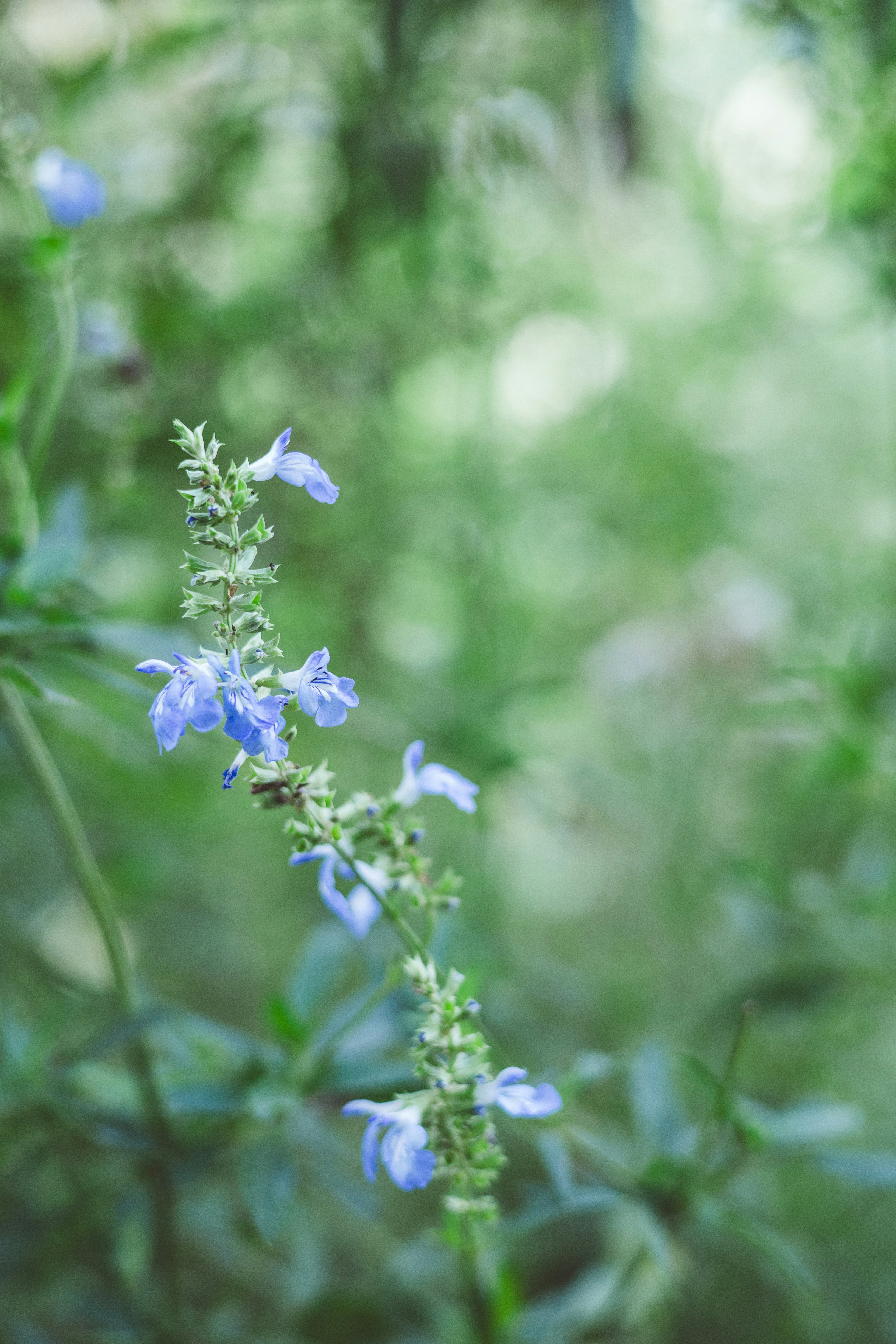 Azure Stems in a Quiet Green Aisle
