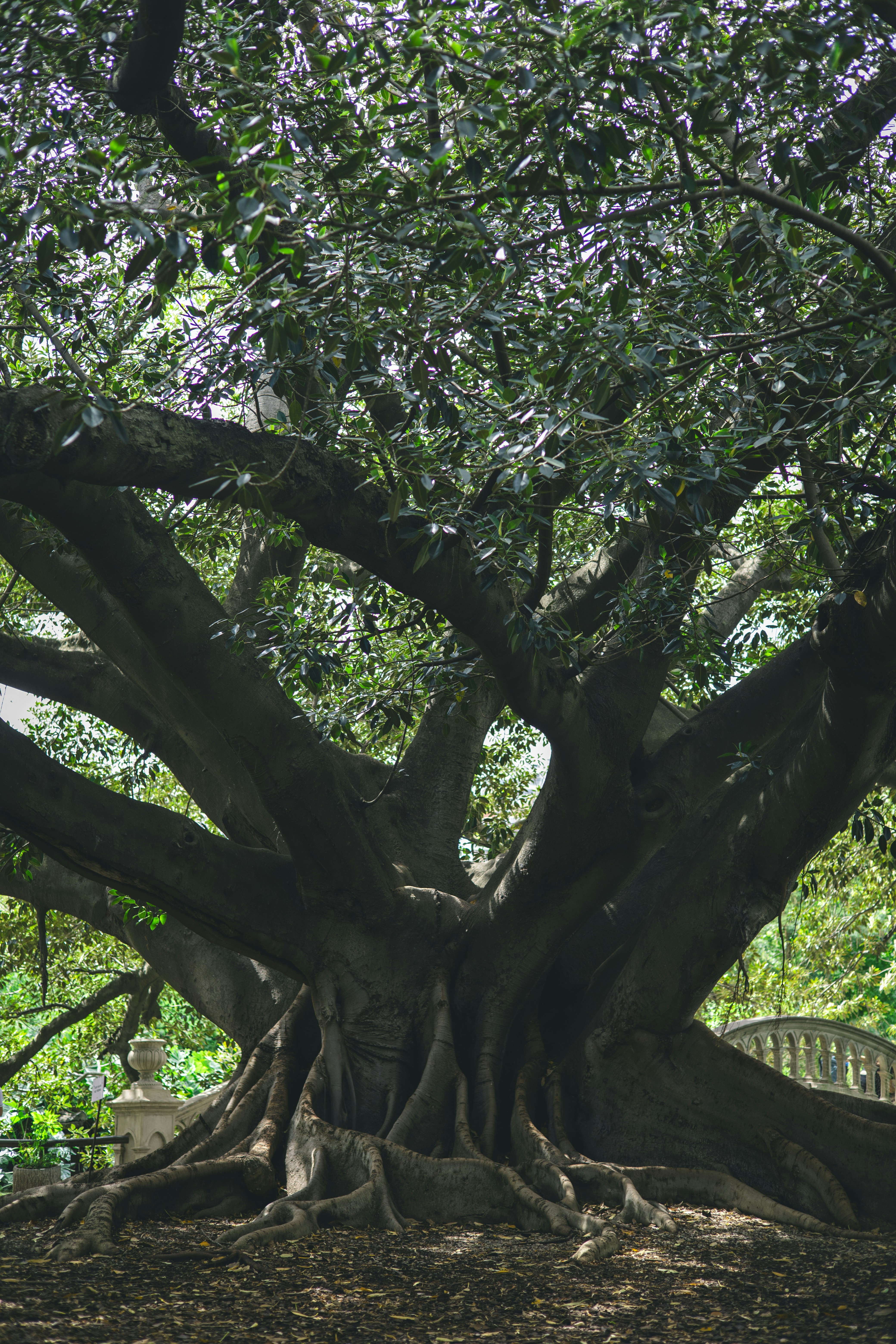 Ancient Roots: The Gnarled Heart of a Garden Tree