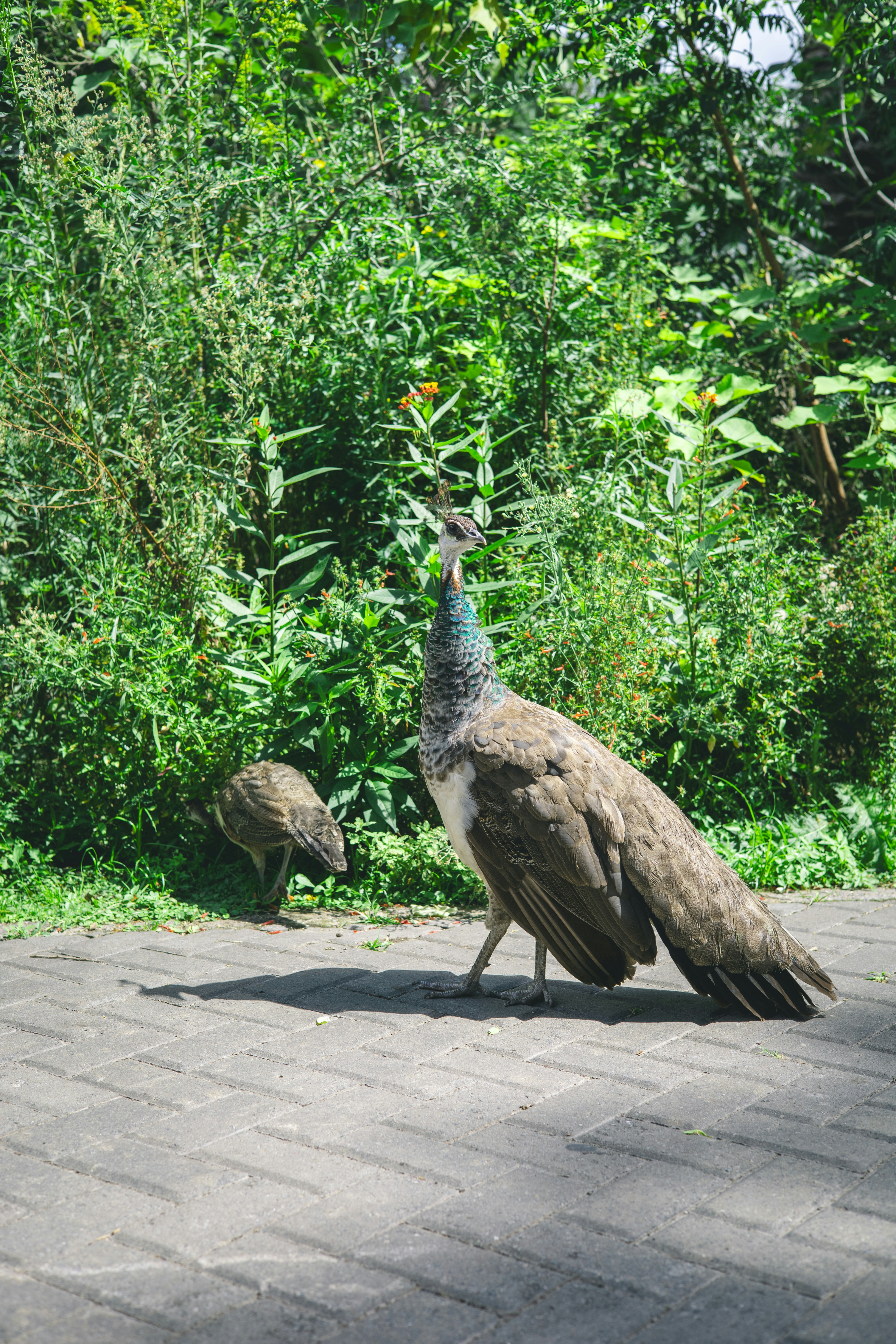 Peacock Interlude on the Garden Path