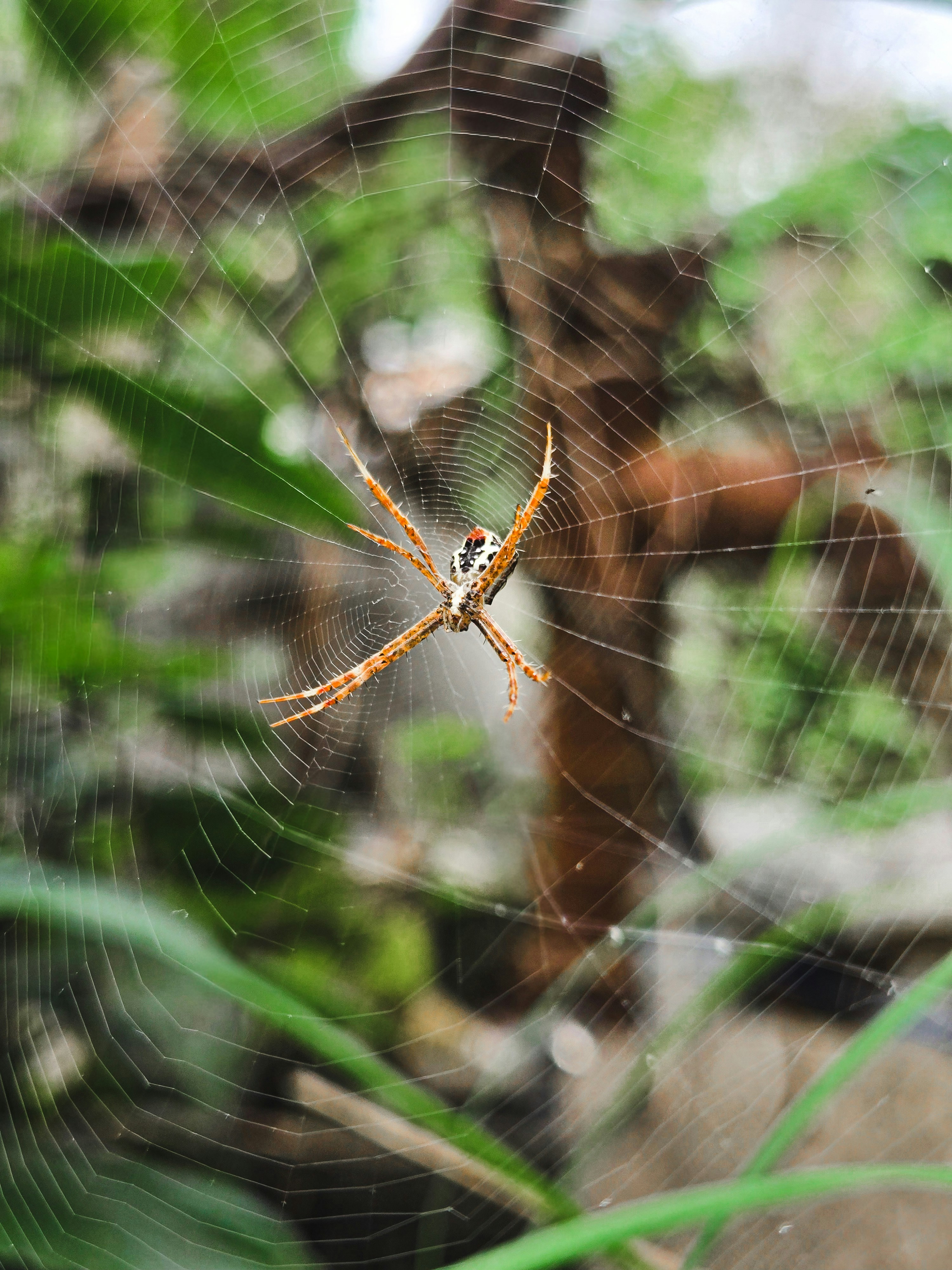Orb-weaver Spotlight: Fragile Web in a Quiet Garden