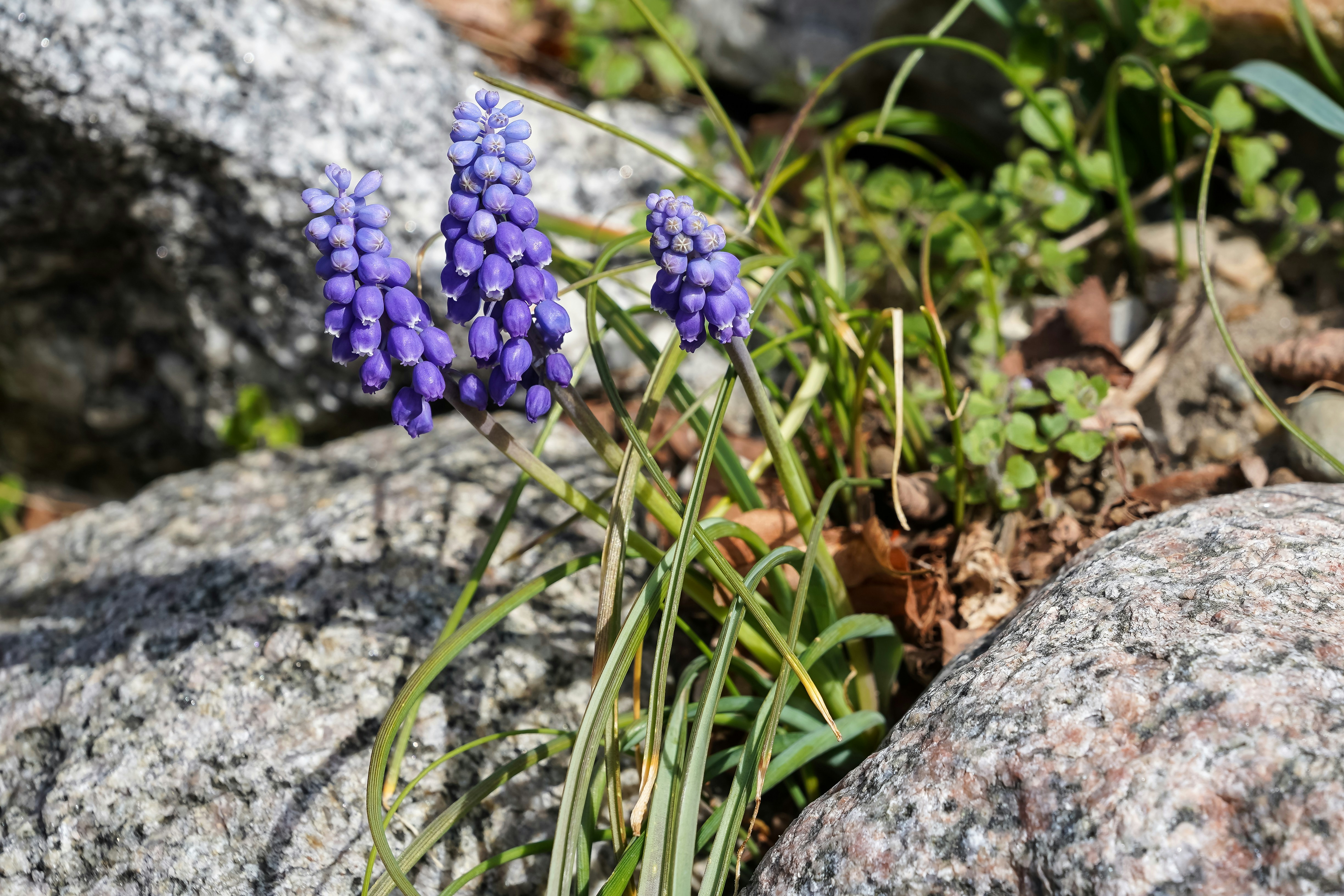 Bluebells Among Granite: A Quiet Plant Portrait