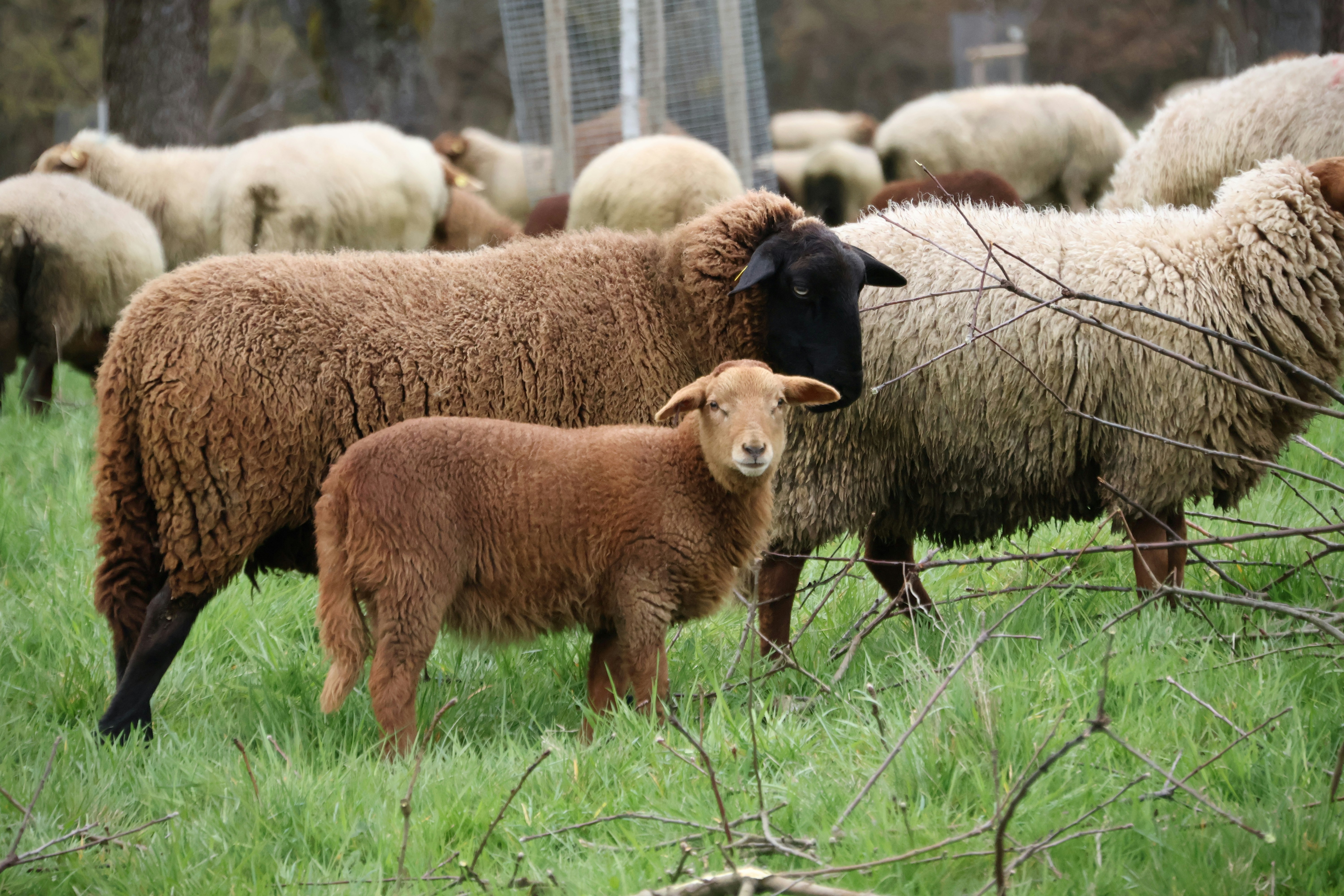 Two Lambs Among the Flock: A Quiet Moment in Pasture
