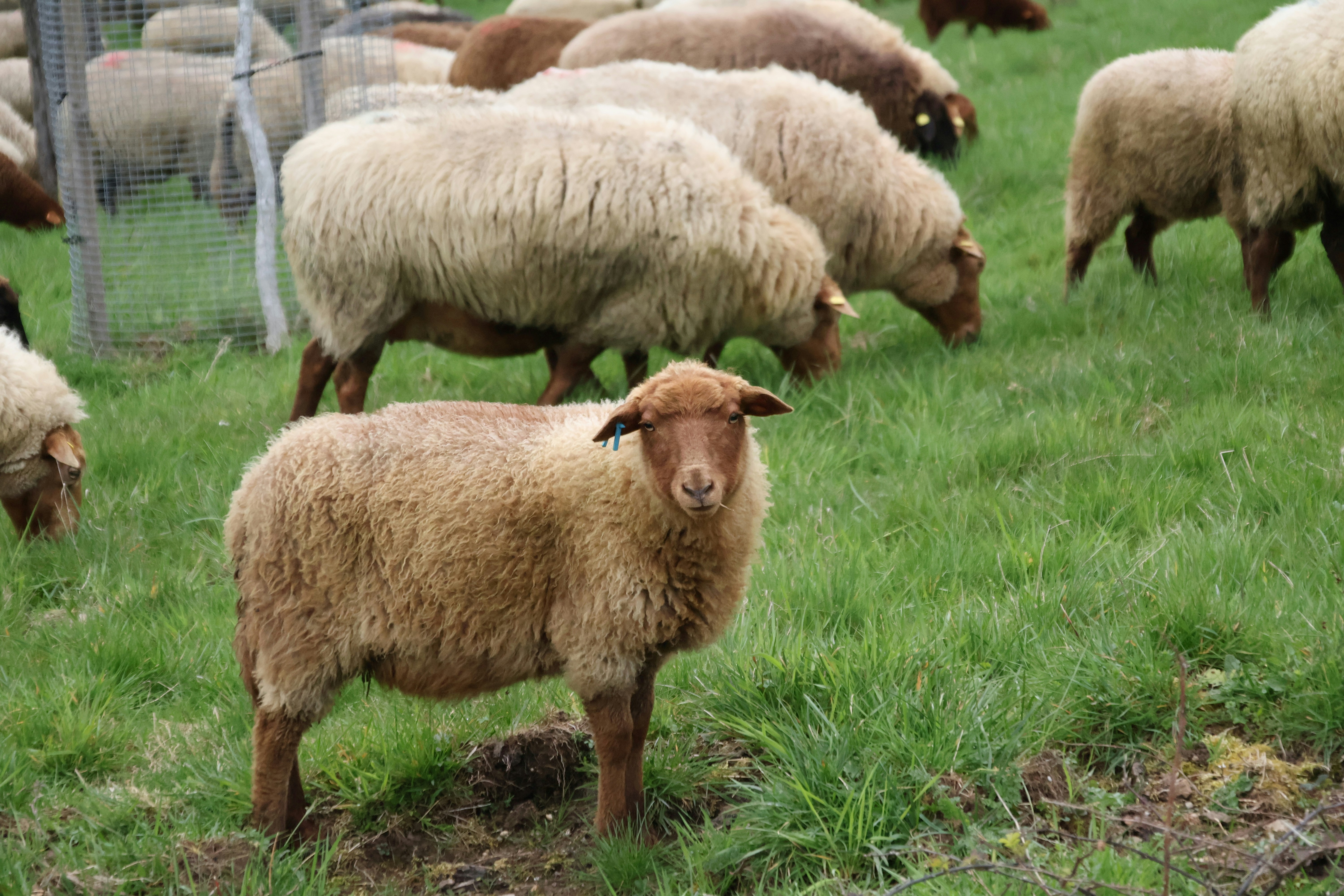 Pasture Sentinel: A lone sheep watches over a flock