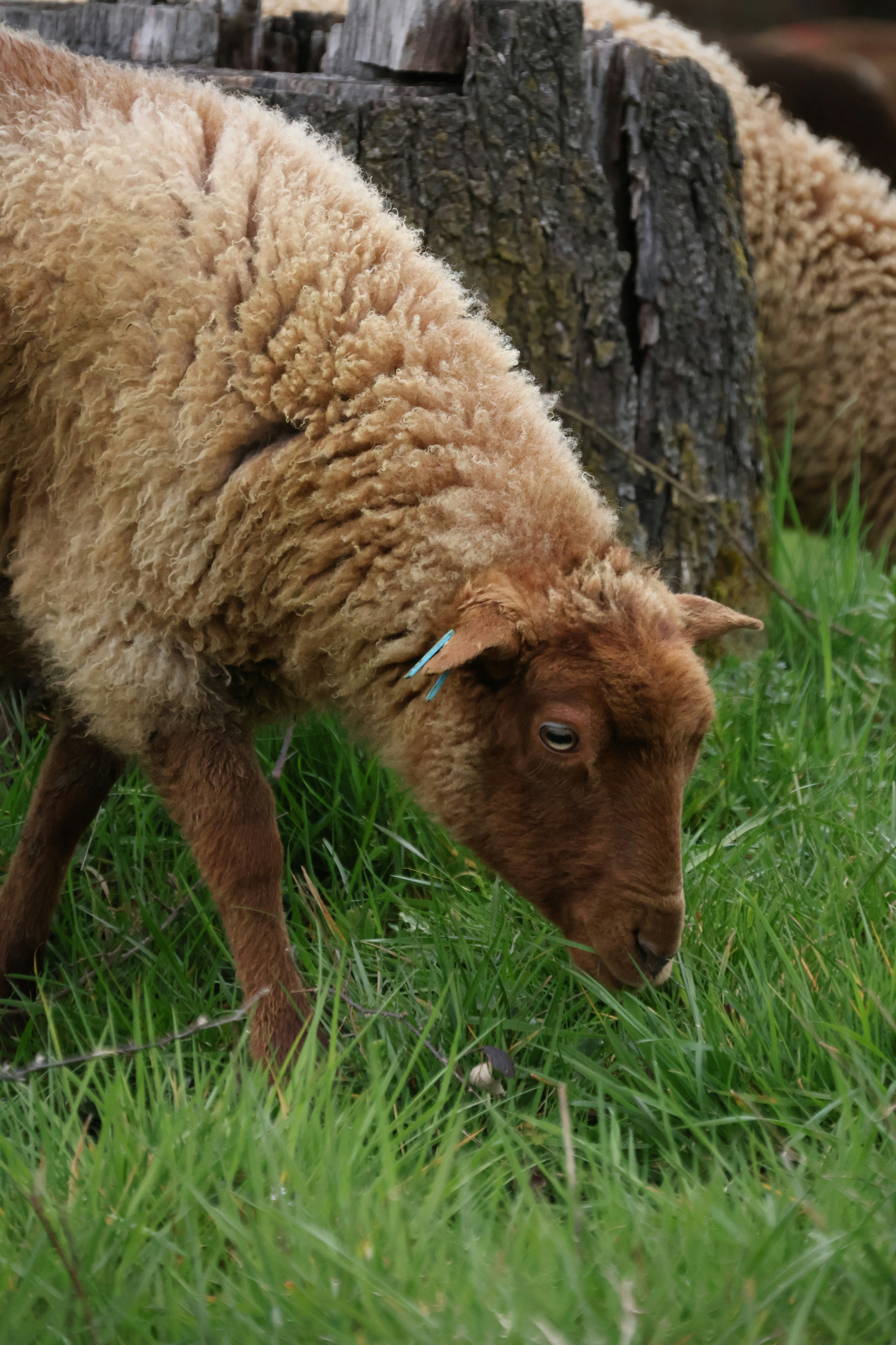 Curious Grazing Sheep By a Weathered Timber Post
