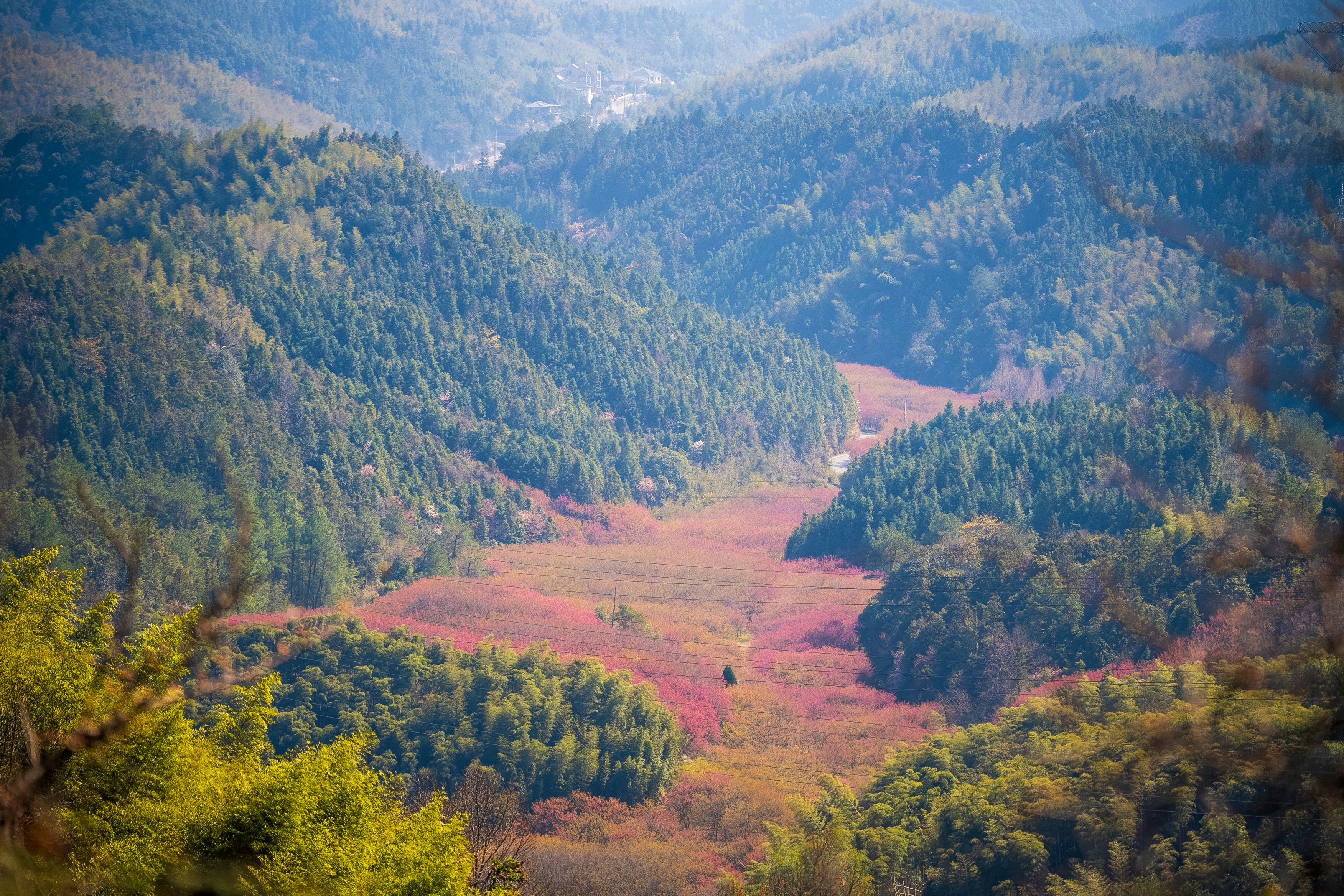 Valley in Bloom: A Winding Ribbon of Color Through Mountain Pines