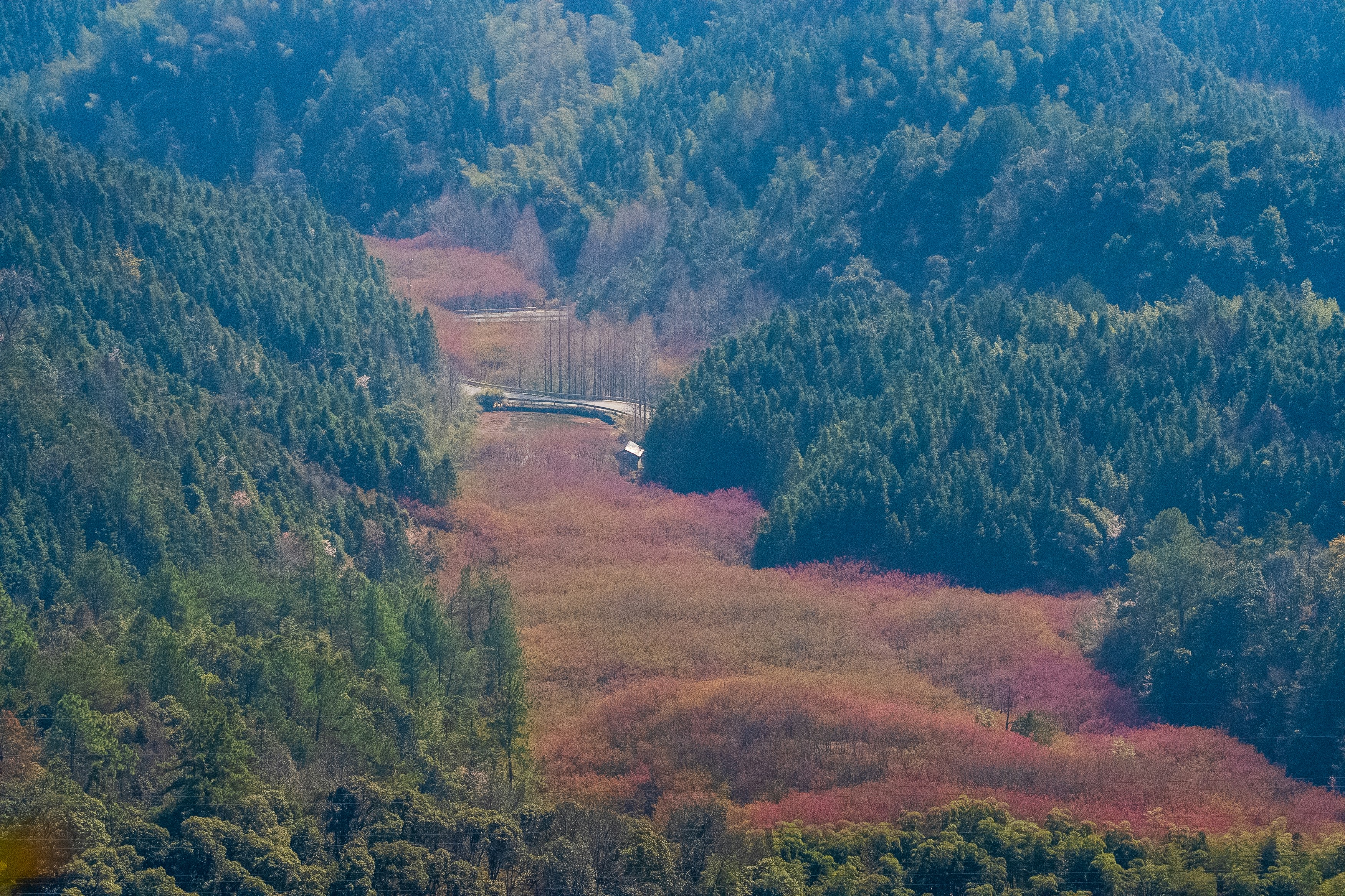 Autumn Valley Road through a Conifer Ring