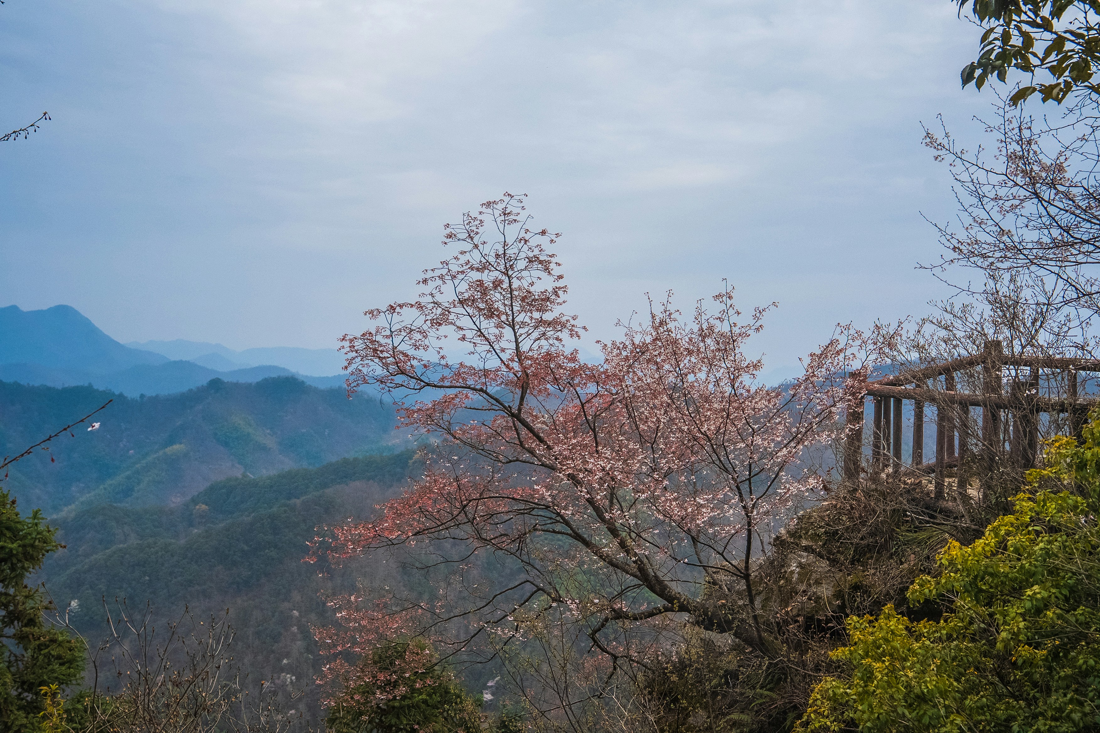 Cherry blossoms bloom on a hillside overlooking mountains.