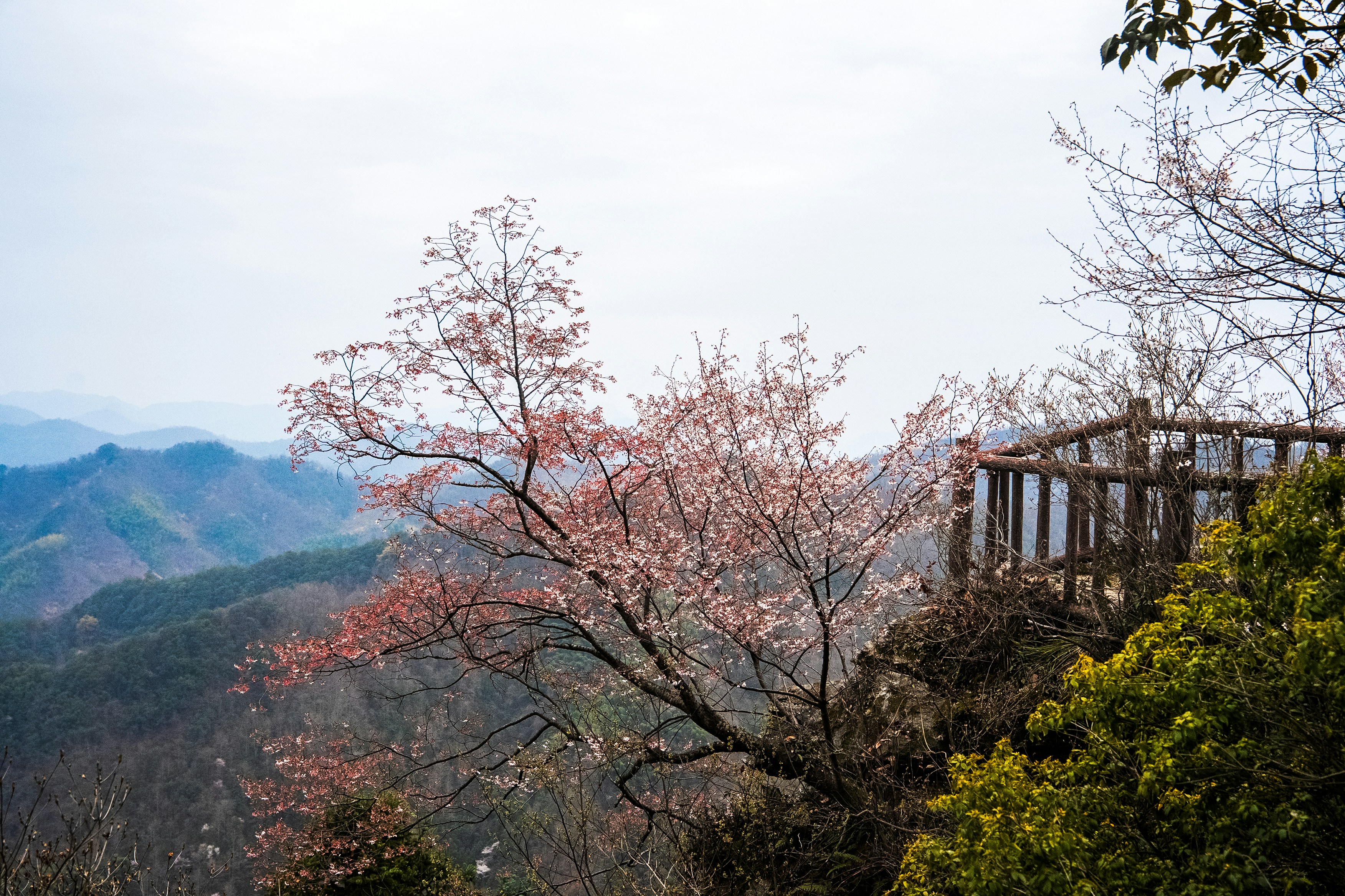 Blossoms Over the Cliff: A Mountain Terrace in Spring