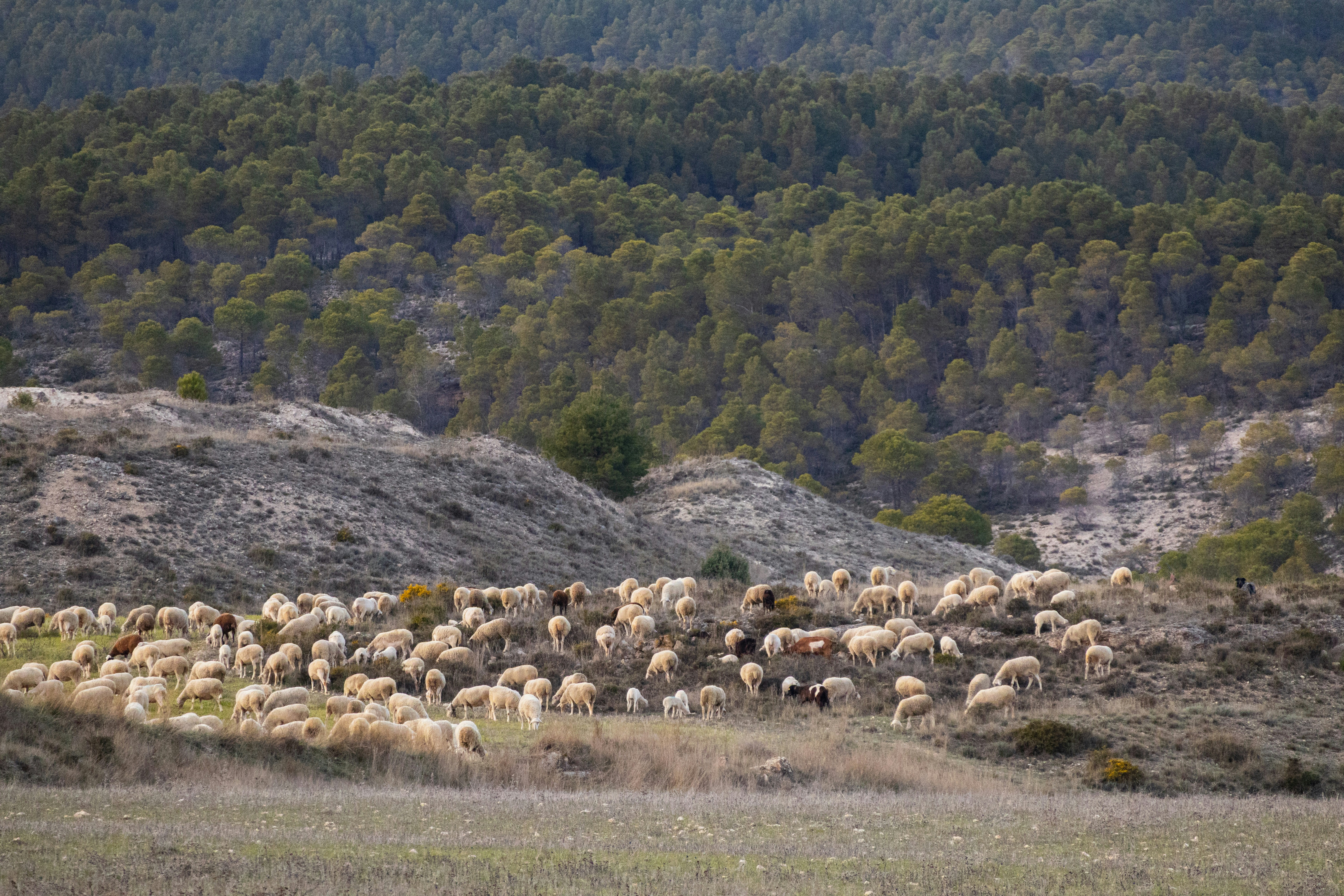 Herd of Sheep Grazing Against a Mountainous Brush