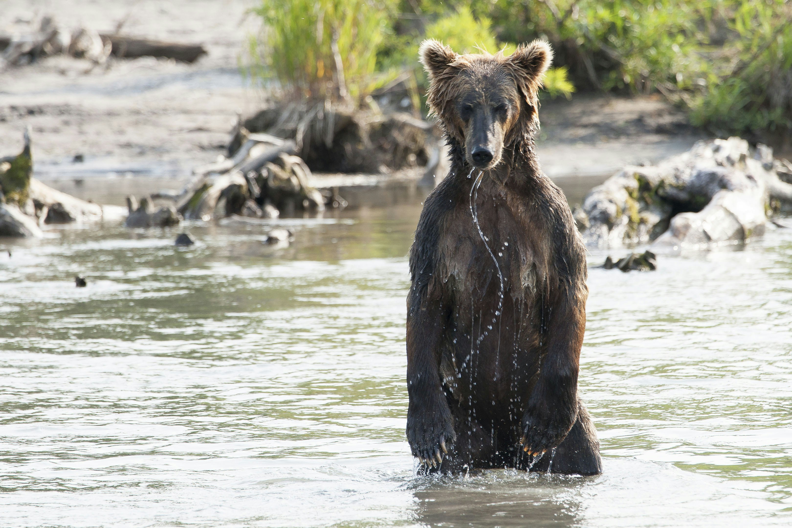 Bear Standing in River, Water Droplets Tracing Its Silhouette