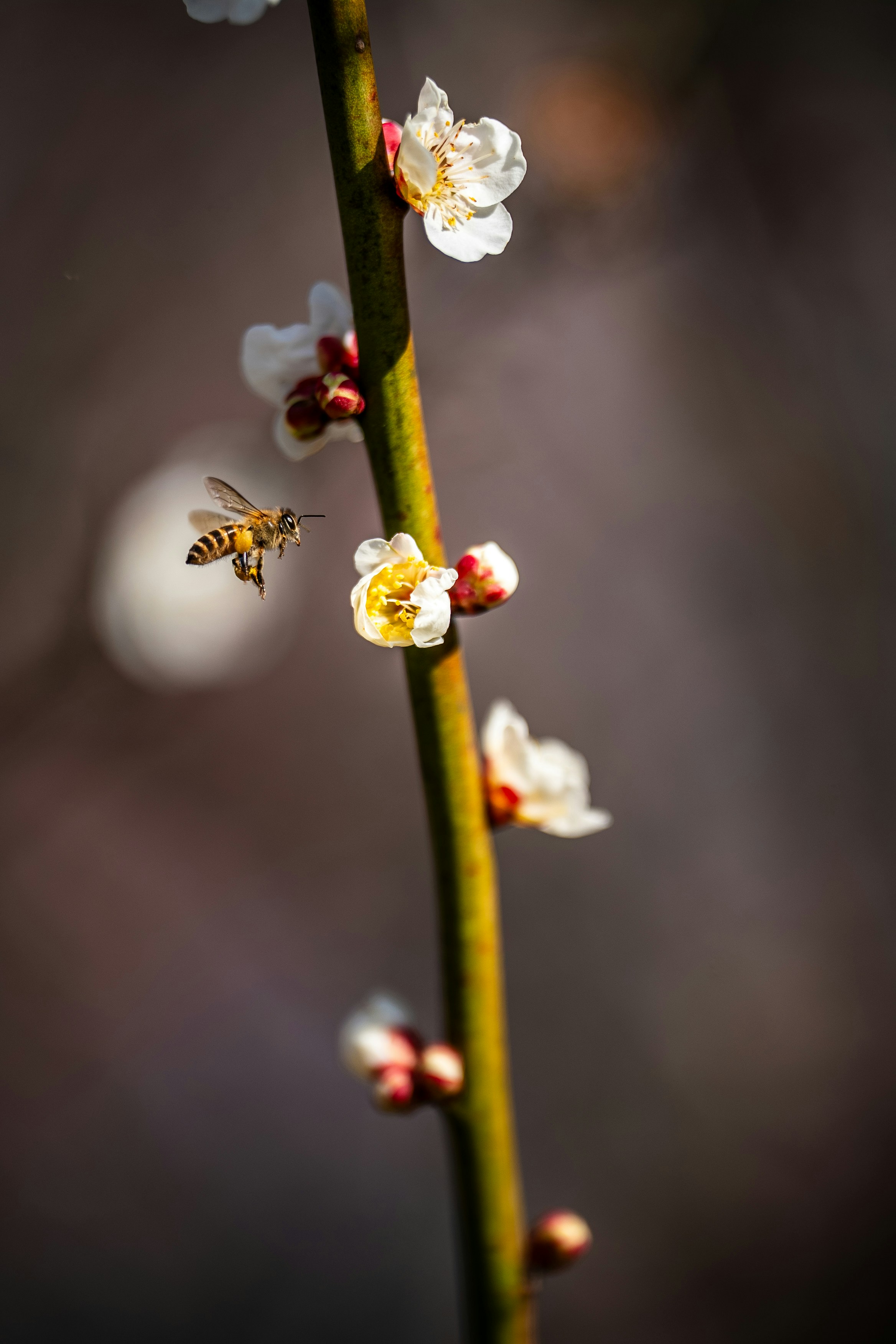Hovering Searchlight: a bee in a narrow floral corridor