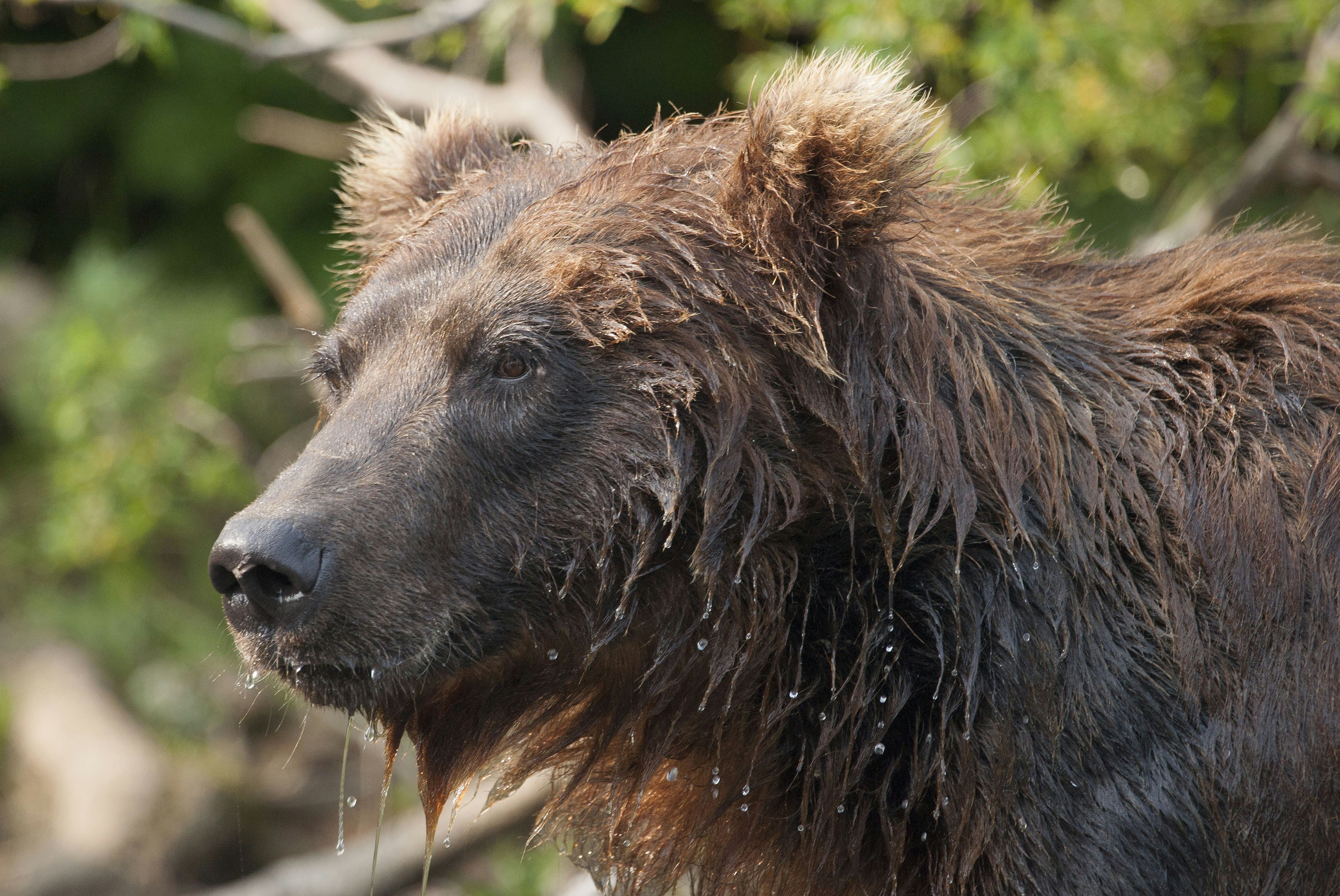 Mud-streaked Grizzle: a close-up of a bear within a sunlit thicket