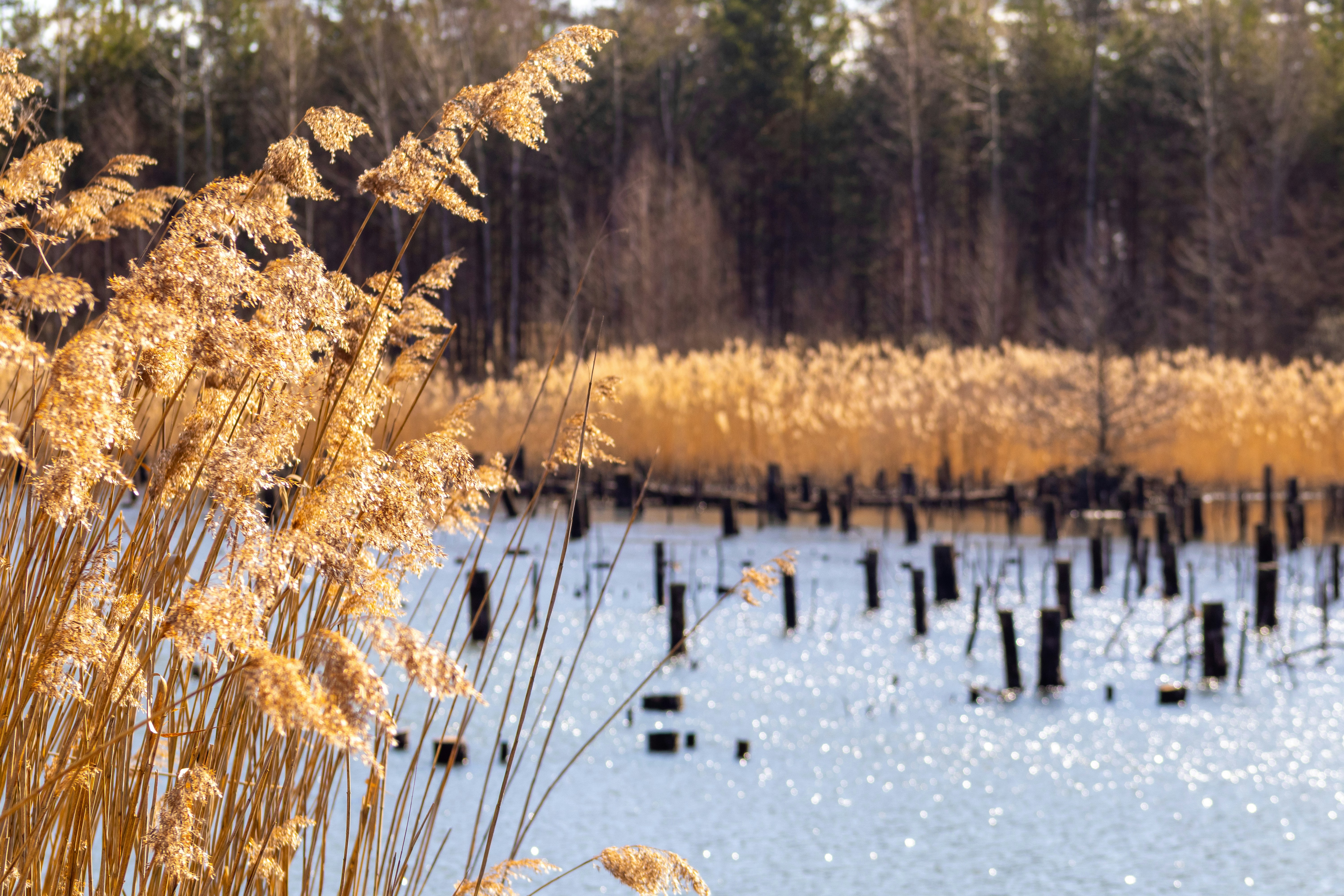 Gilded Reeds by a Glassy Pond