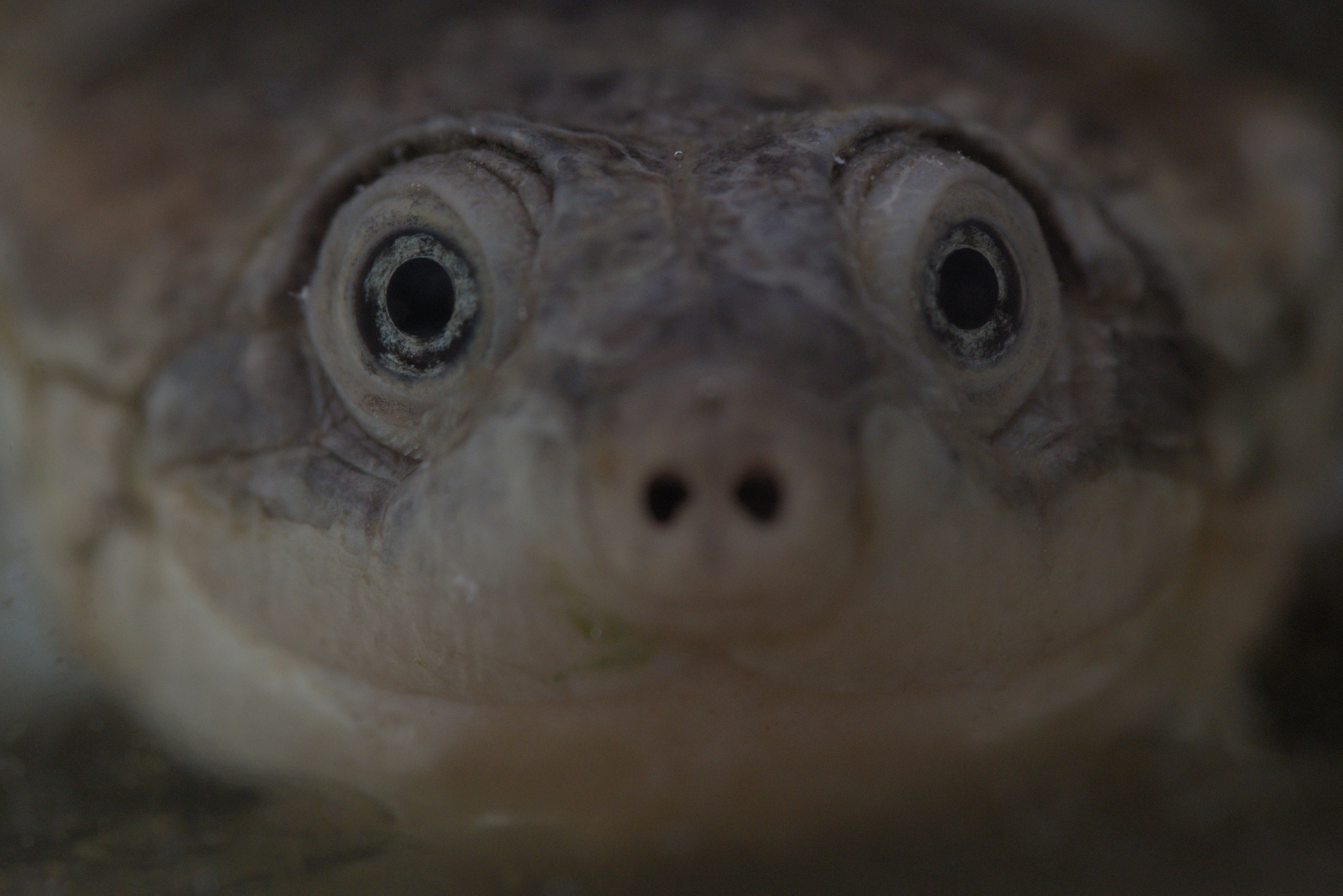 Close-Up Gaze: Crocking Sedgehead Eyes
