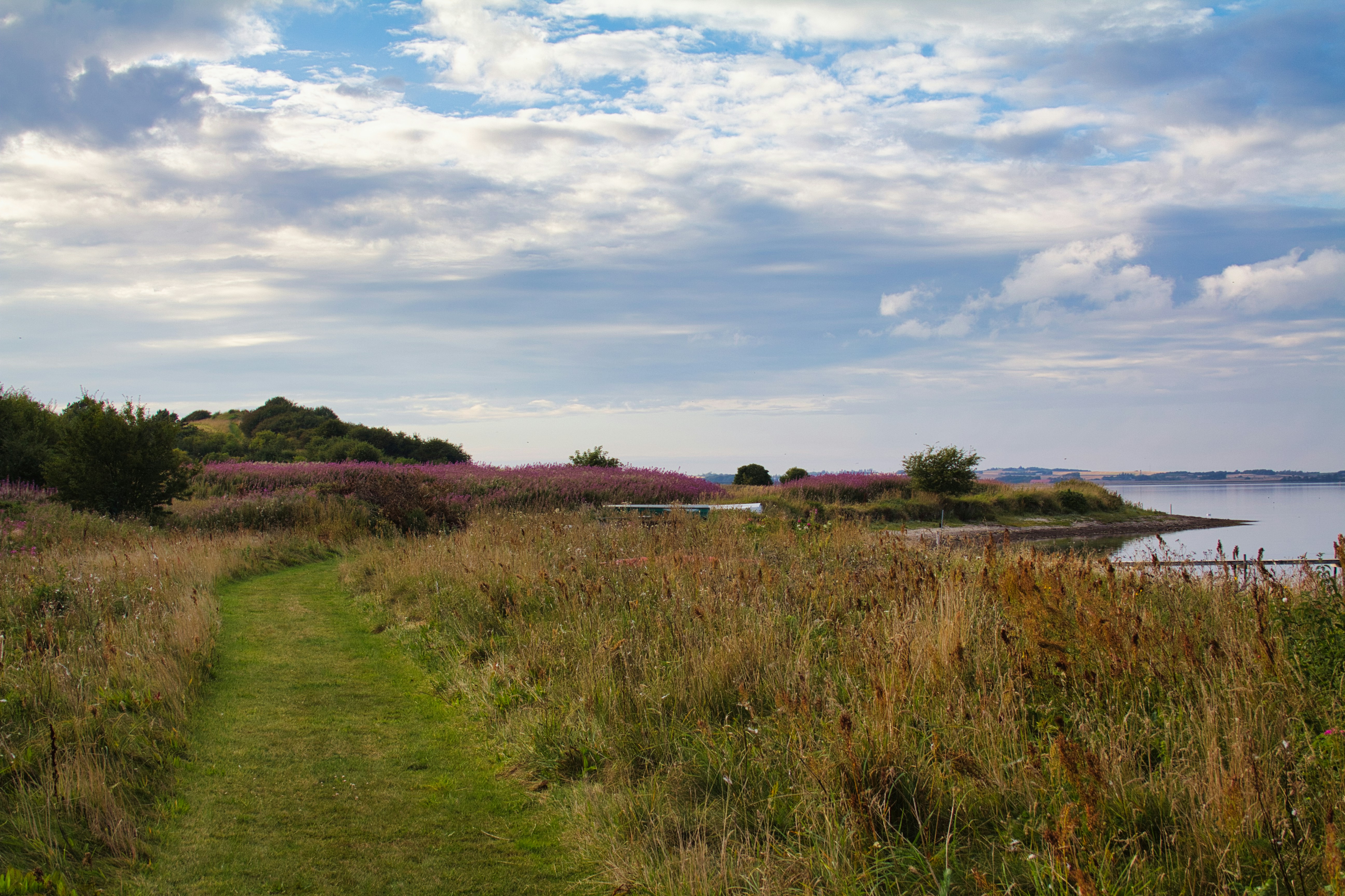 Grassy path leads the eye toward a calm lakeshore with purple heather and clusters of trees under a cloudy sky. A tranquil landscape focused on the edge of the water and open horizon.