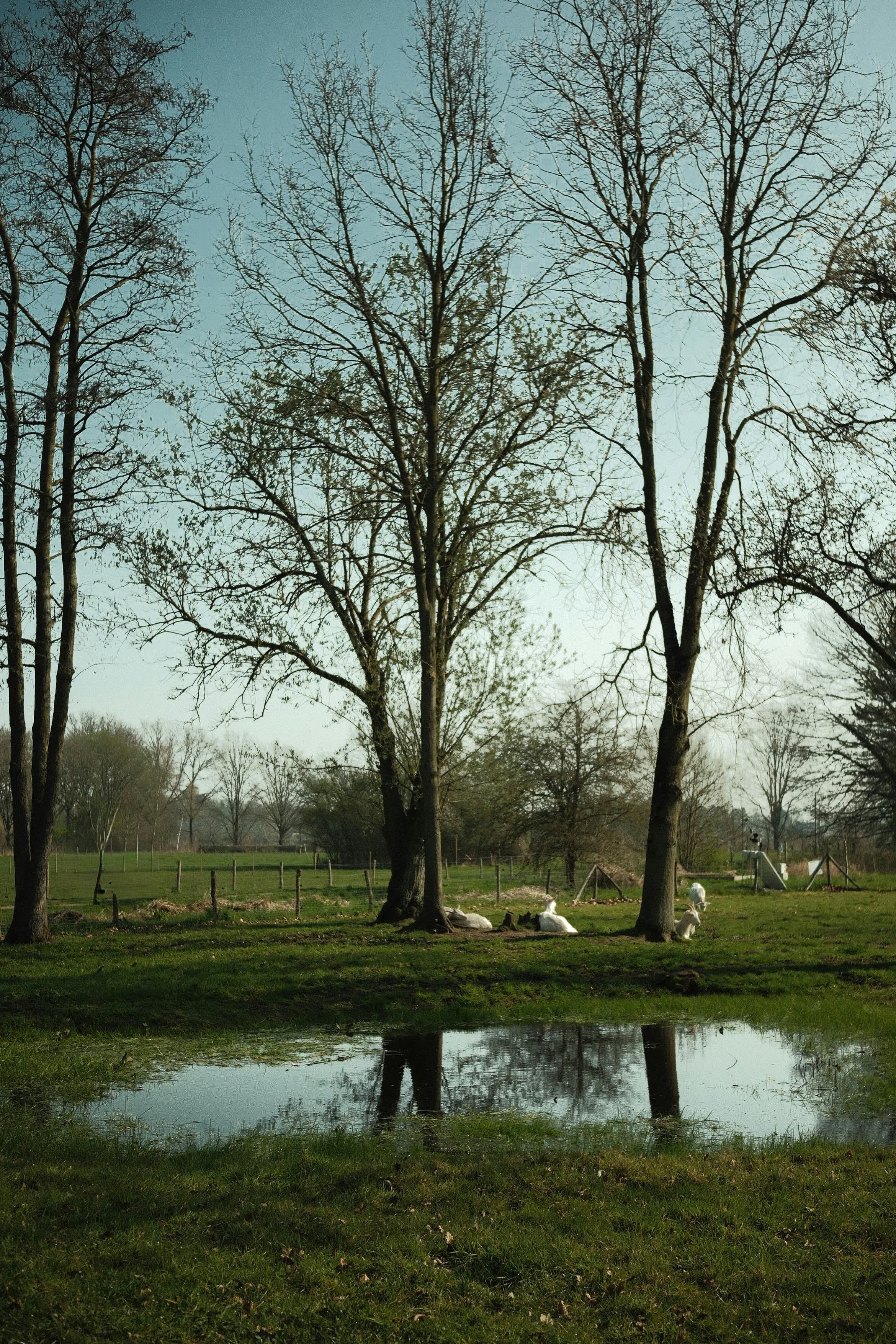 Reflections of Spring: Trees, Fence, and a Quiet Pond