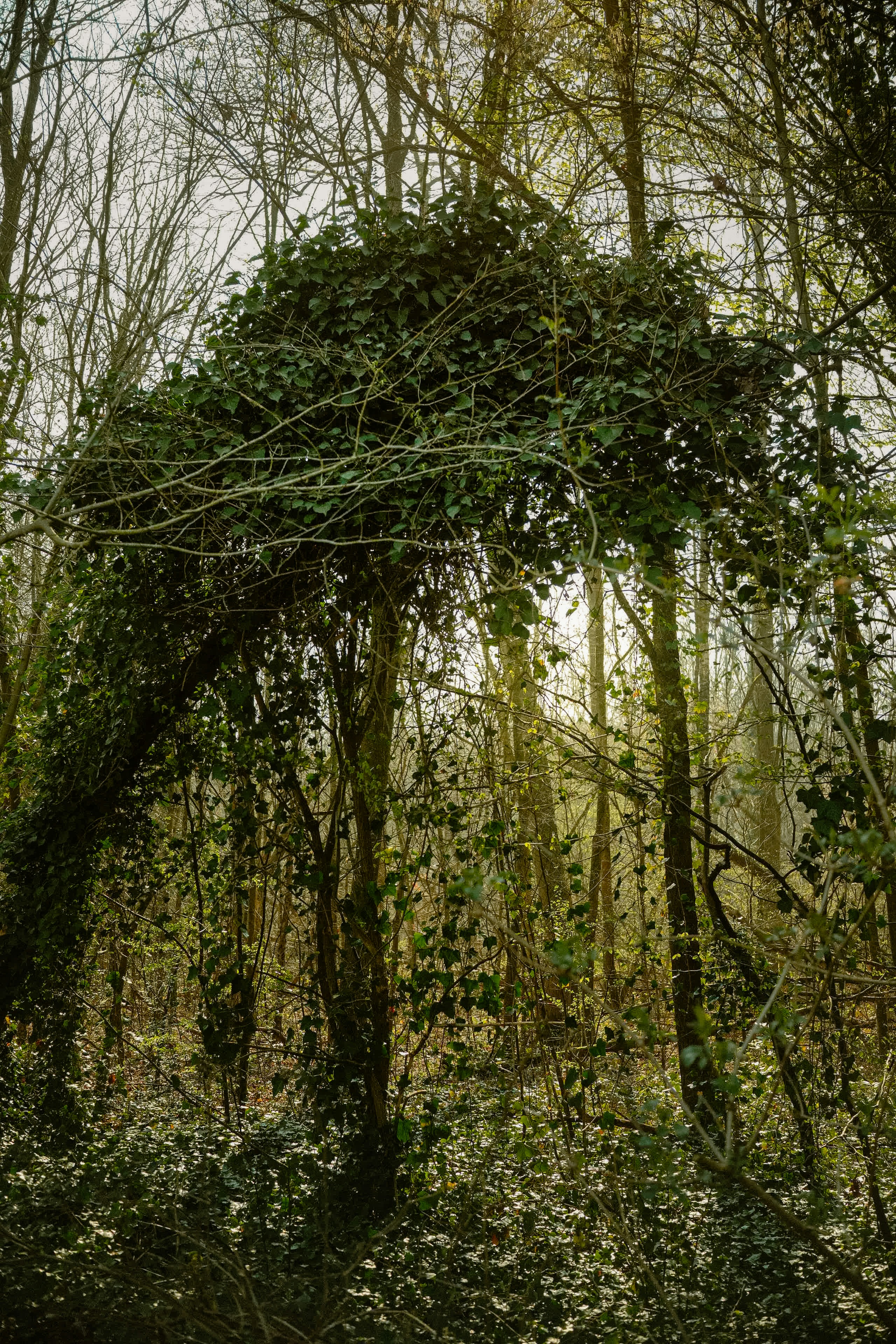 Vivified Arbor: a living archway of ivy over grown woodland path