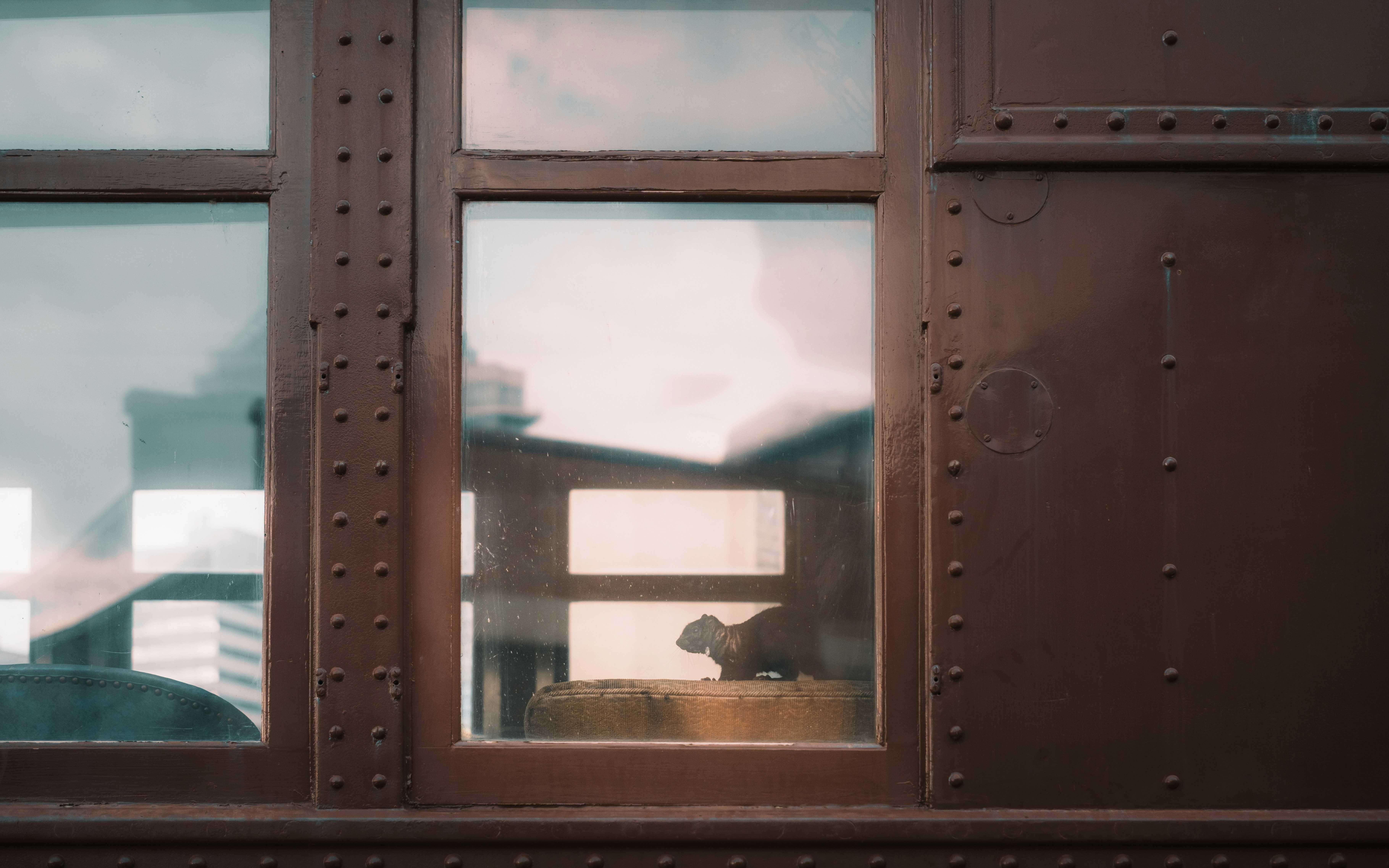 Tiny Cat, Big Window: A Quiet Moment Behind Industrial Glass