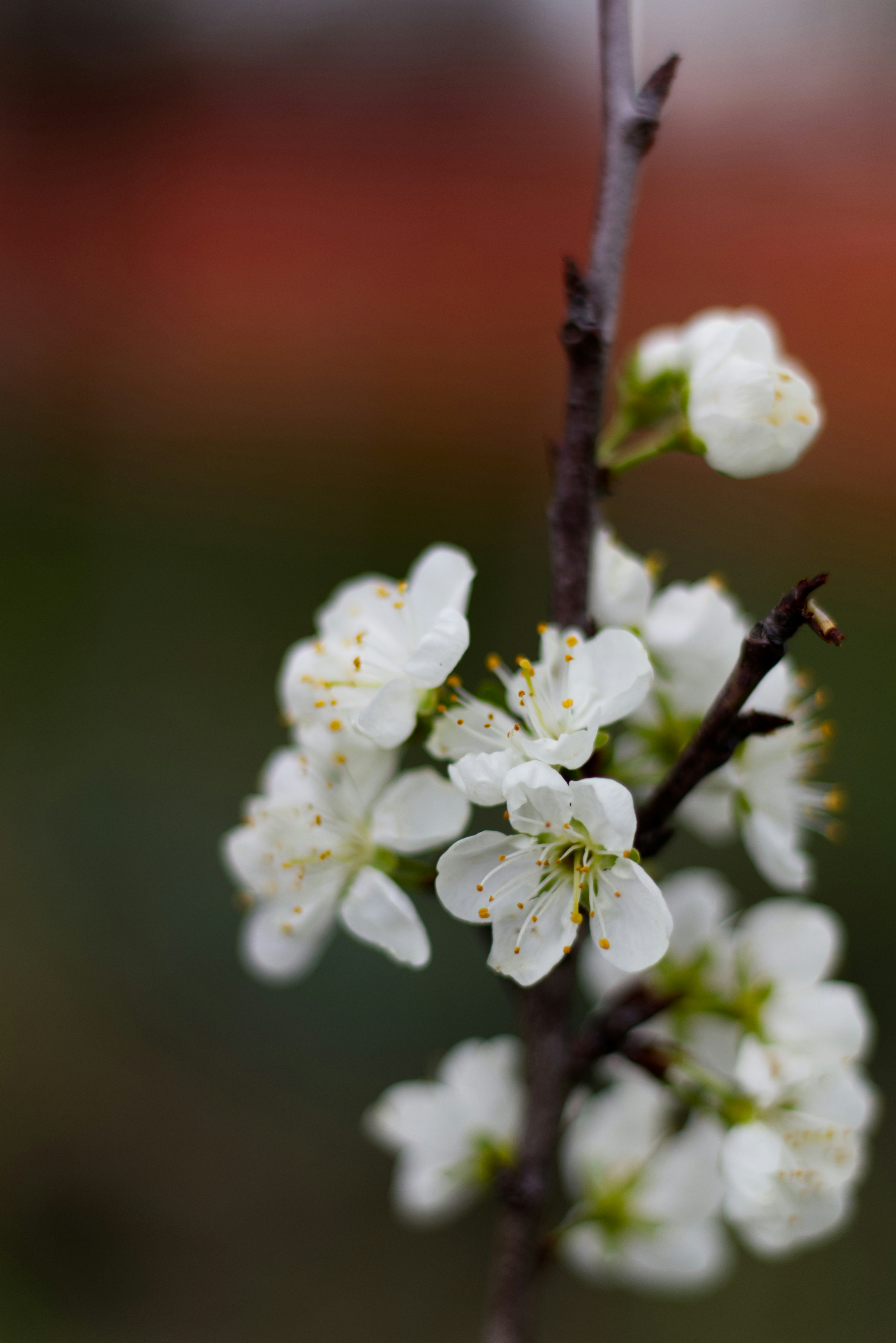 Blossoms on a Bare Branch: White Petals Against a Soft Blurred Backdrop