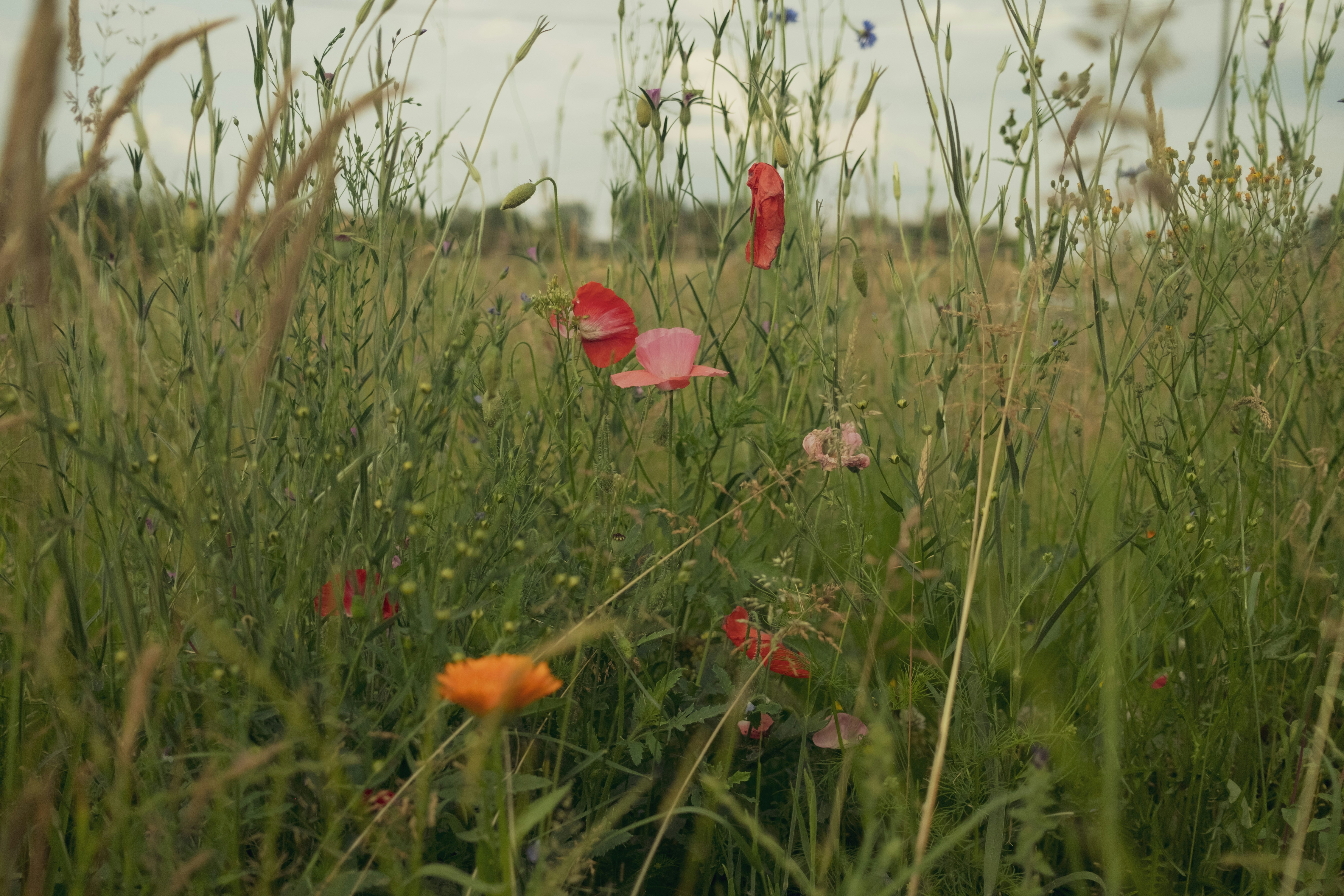 Floral Quiet Between Tall Grasses
