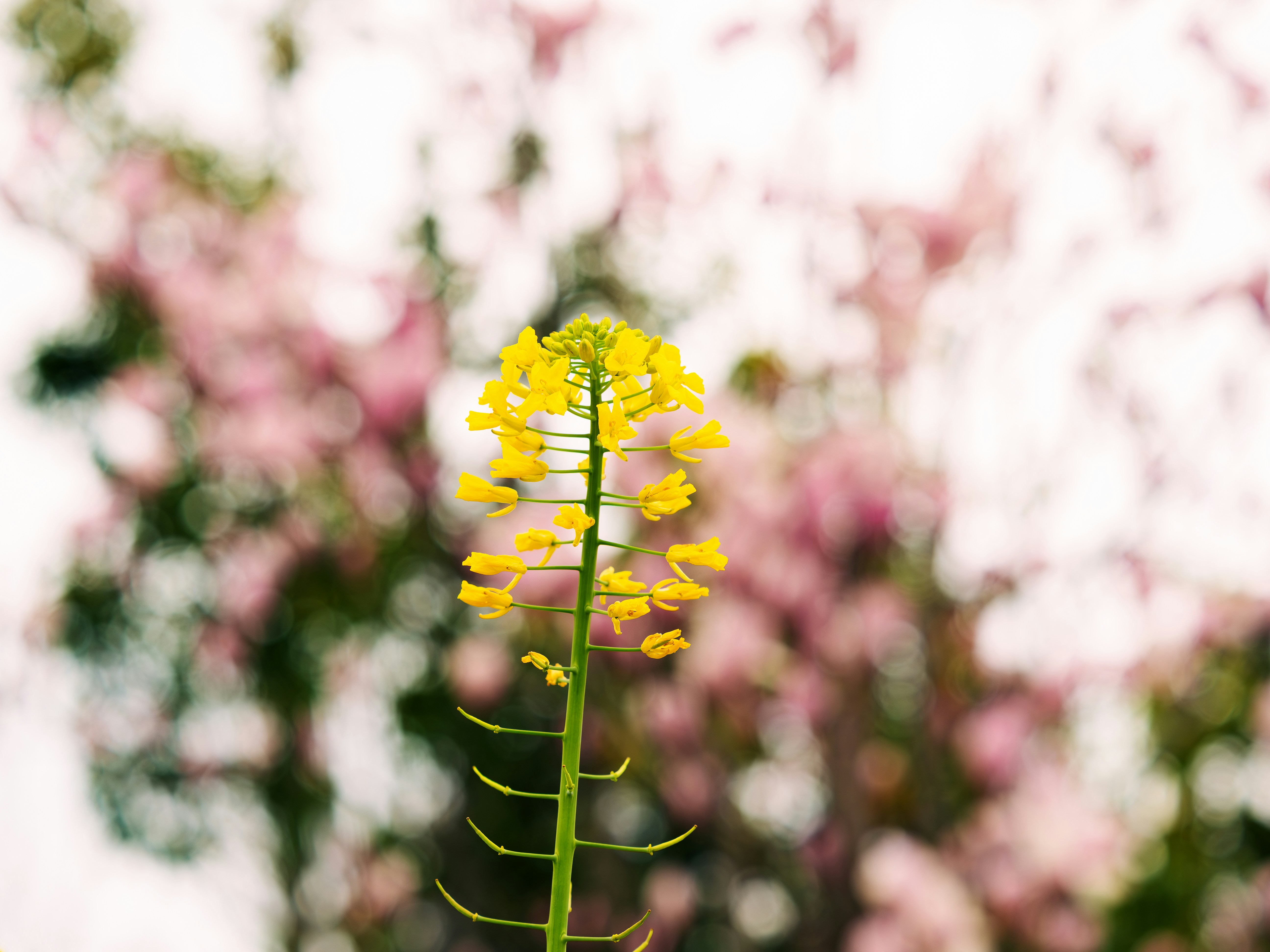 Yellow In Bloom: A Lonely Candid in a Sea of Pink