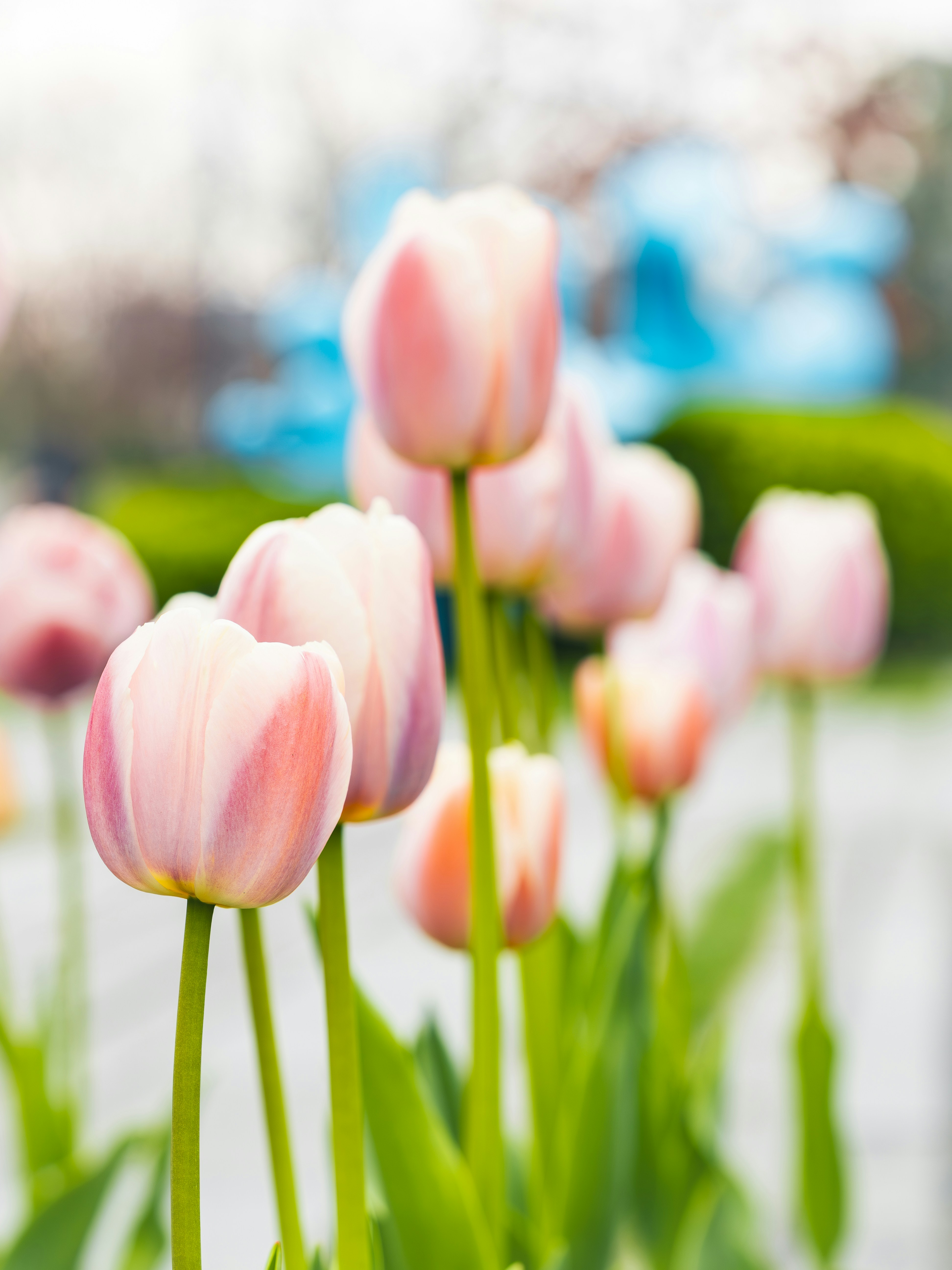 Soft-focus Tulip Ridge: A close-up in pastel garden bloom