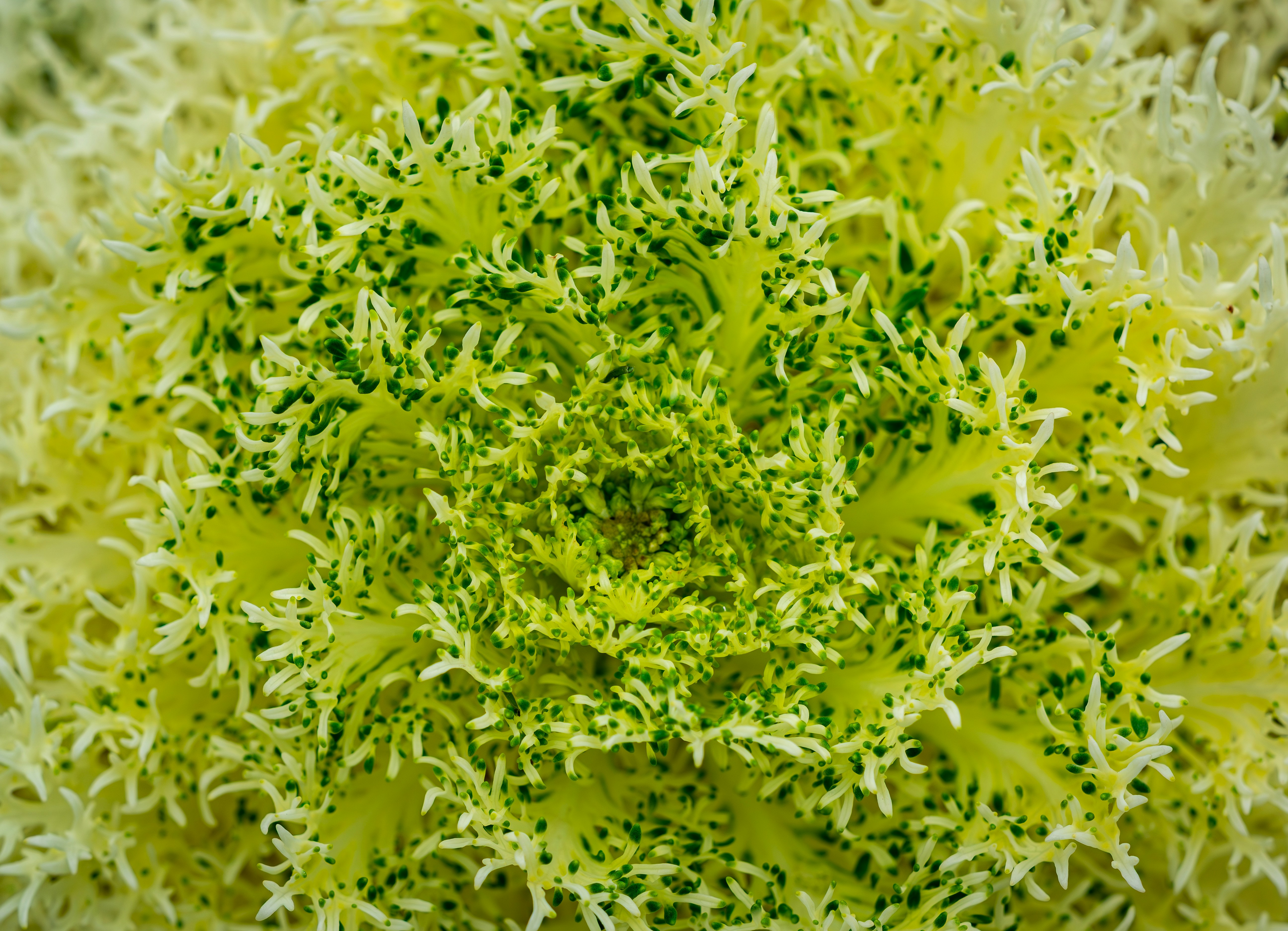 Luminous Green Macro: Fractal Ferns in Close Reveal