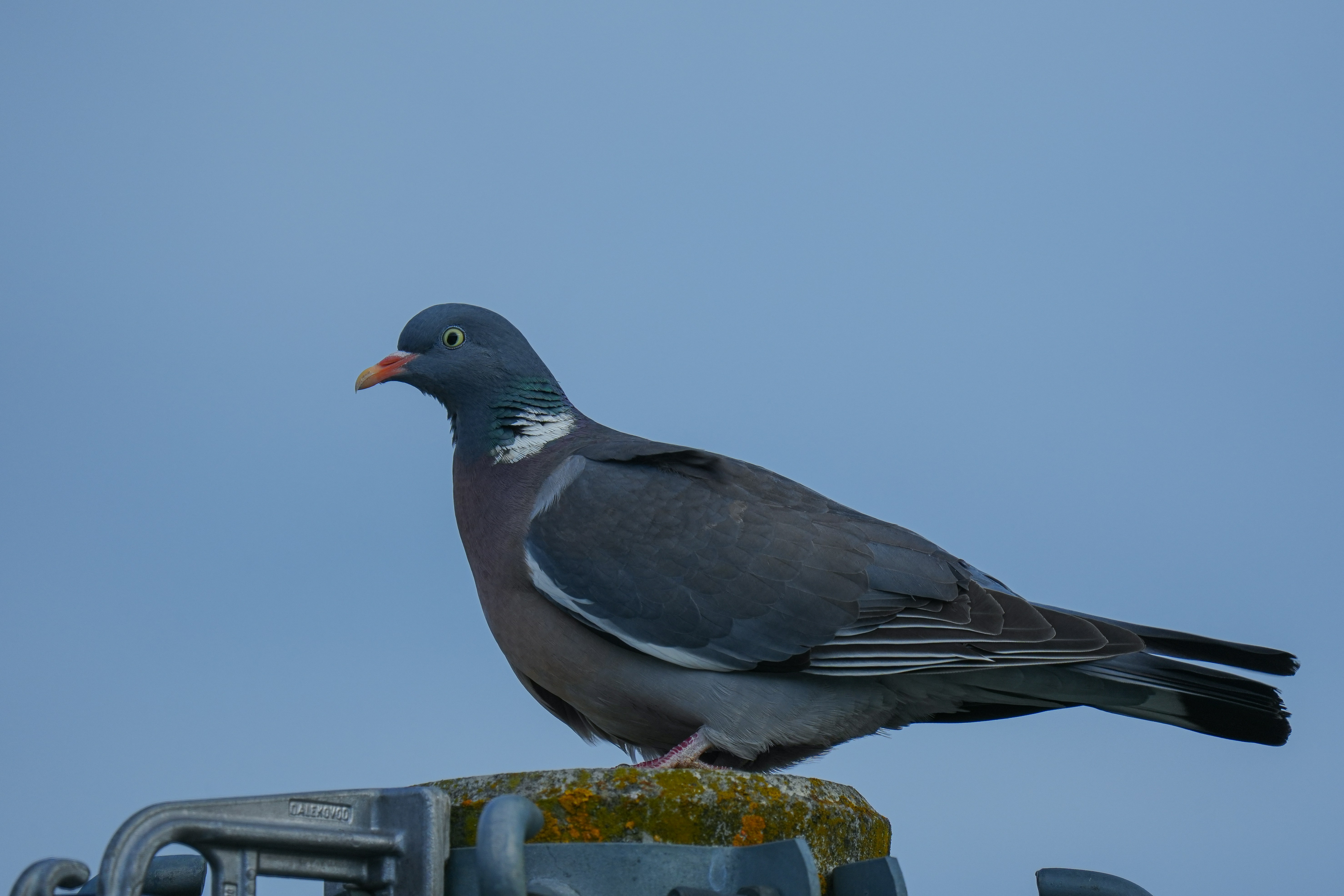 Seated on the Tie-Down: A Pigeon Perched against a blue Horizon