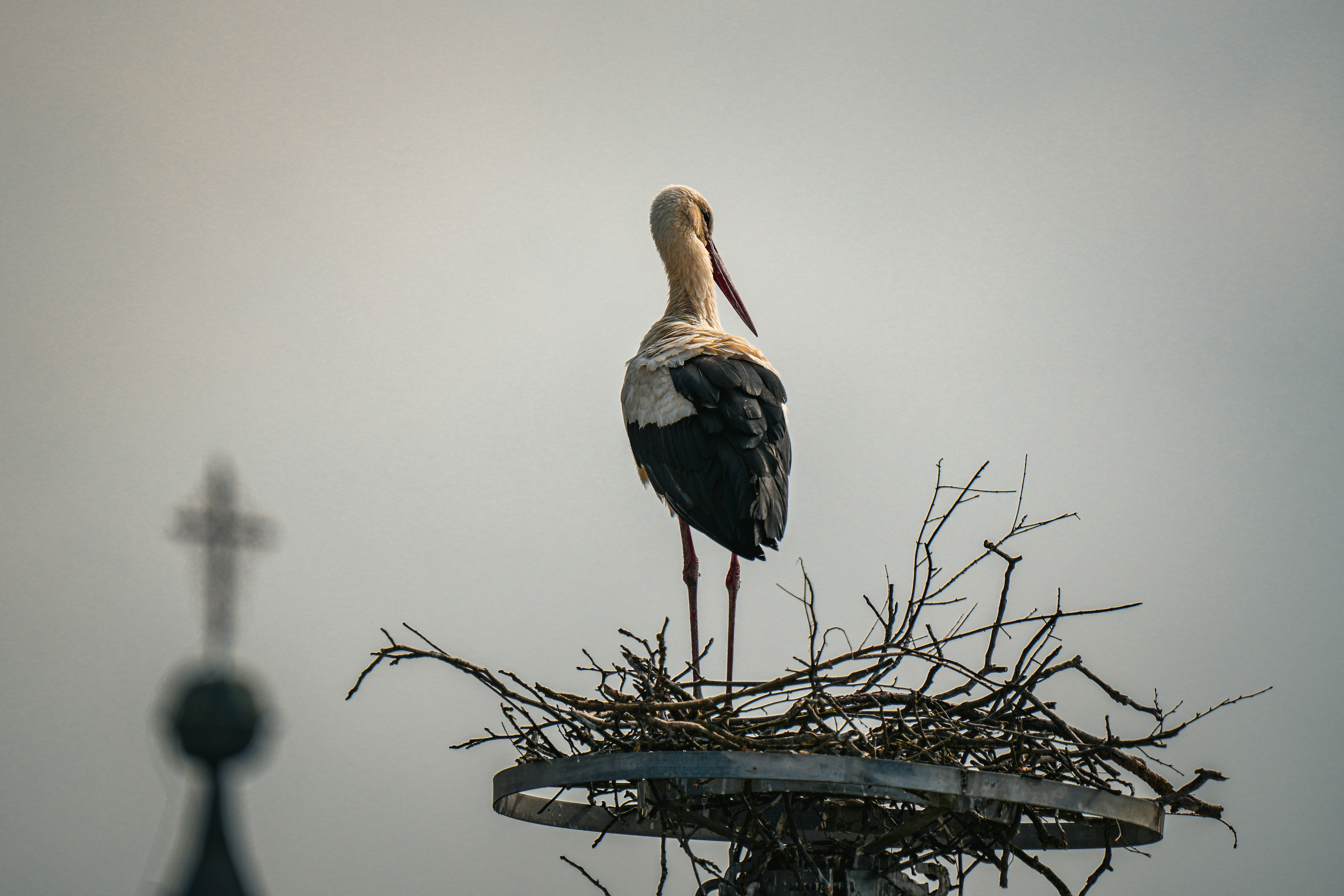 Stellar Ground Nester: A Stork Parented Above the Ringed Perch