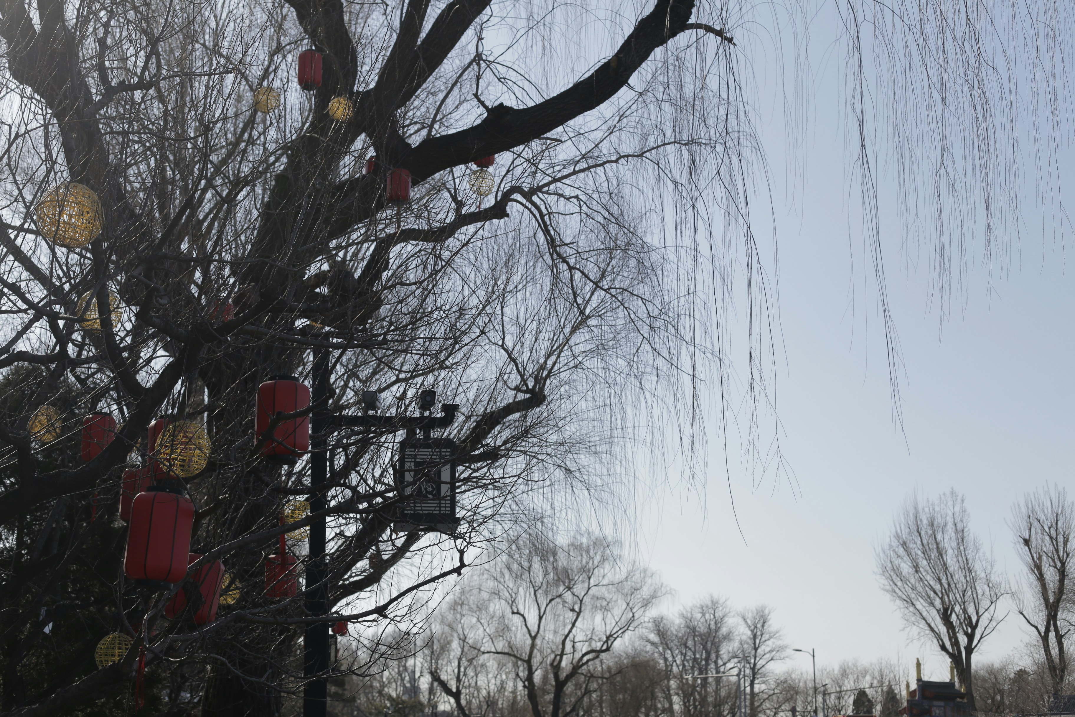 Lanterns in Winter Silence