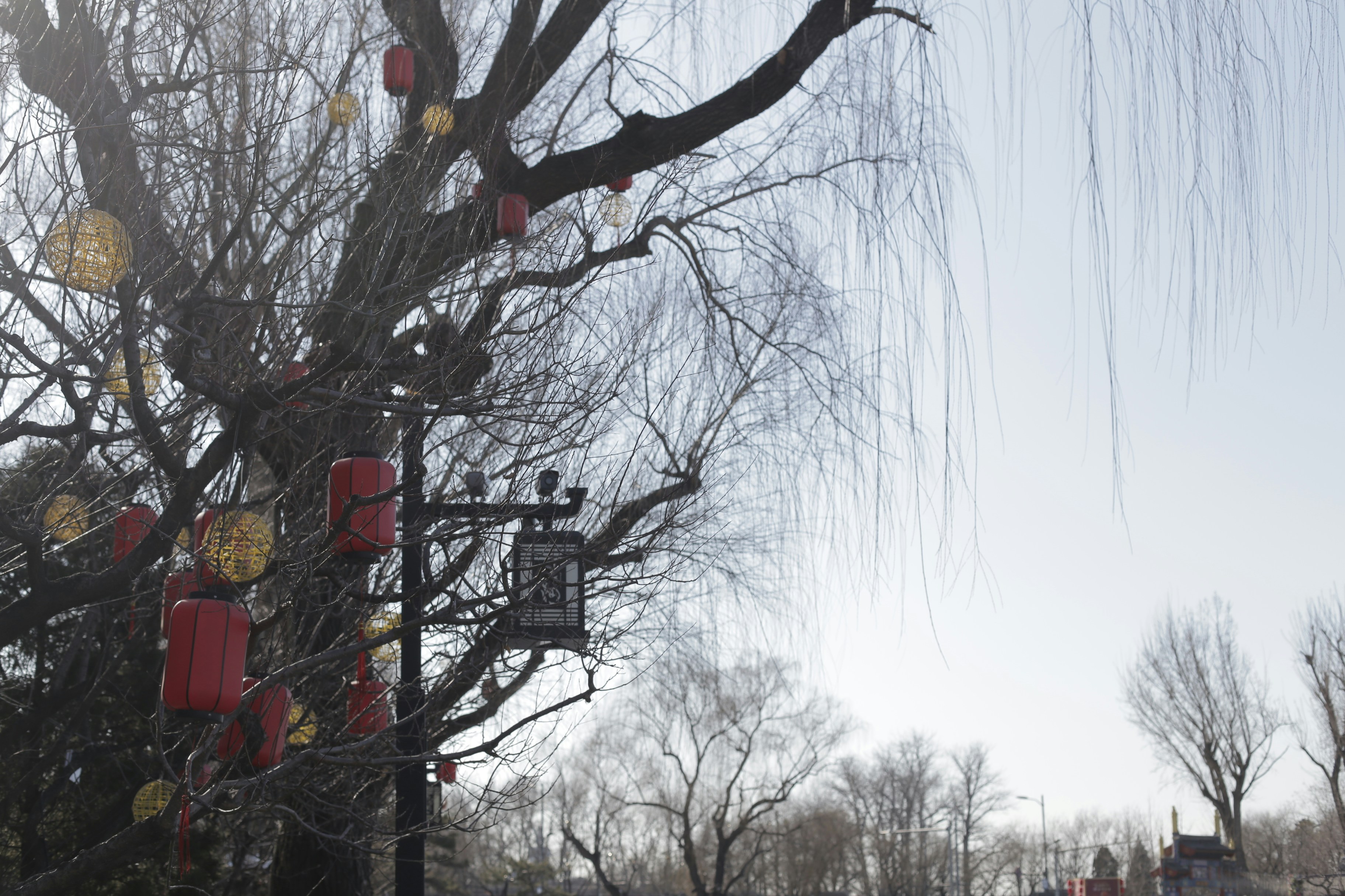 Lanterns in Winter: A Quiet Street Scene Under Bare Branches