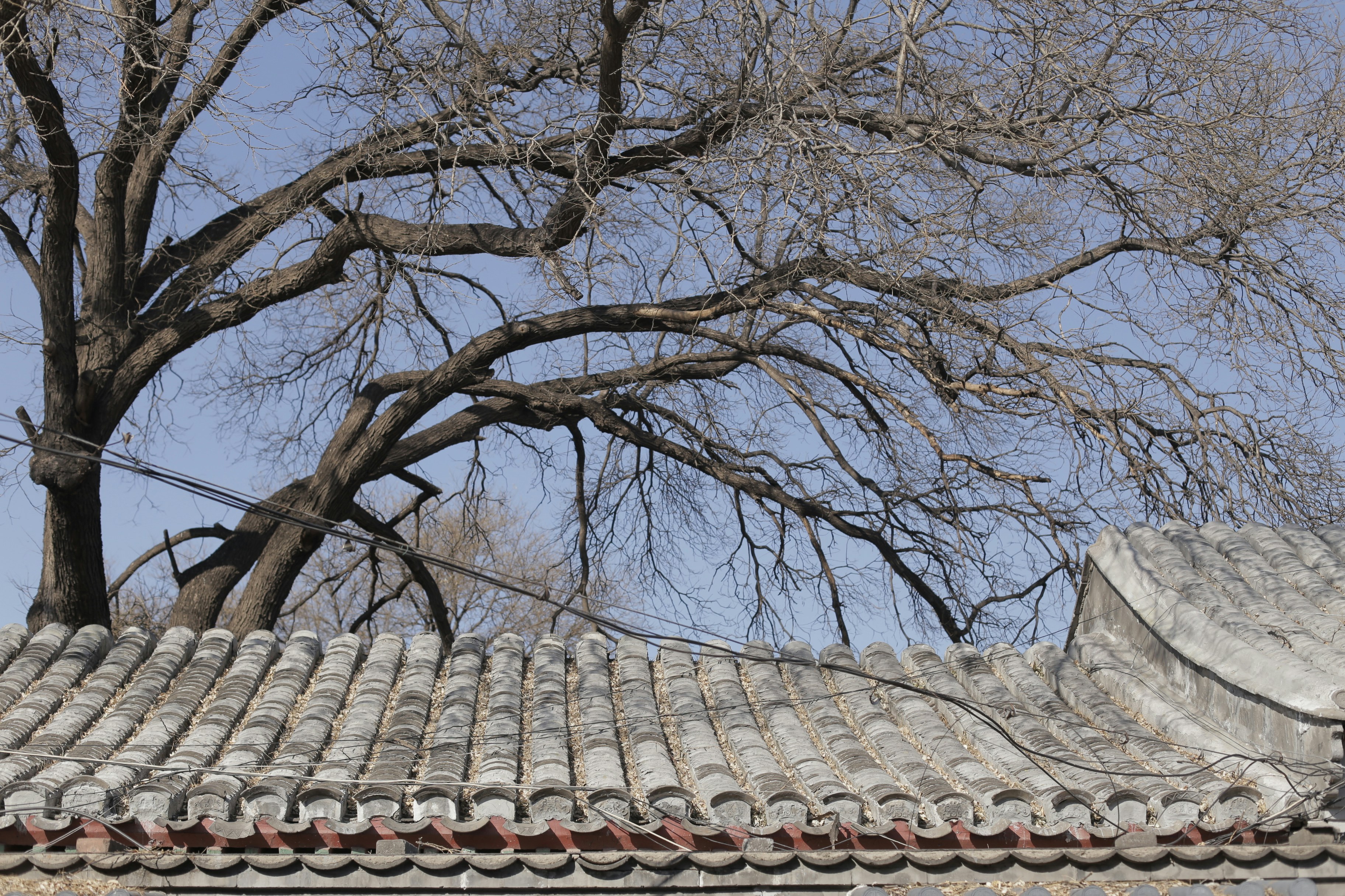 Rustic tiled roof with curved rows under a network of leafless branches against a clear blue sky.