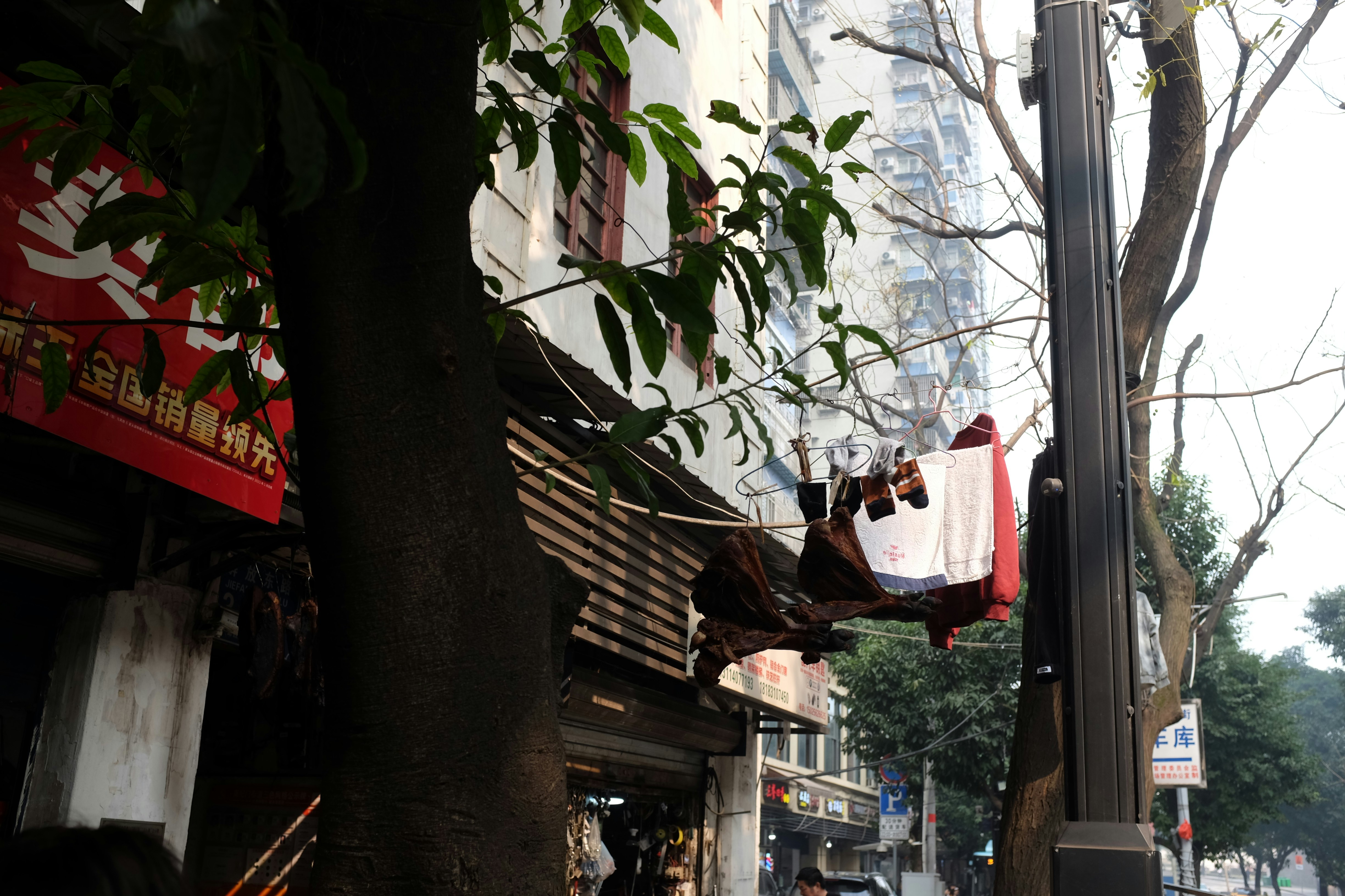 Urban Canopy: Clothesline Whisper Between Street and Sky