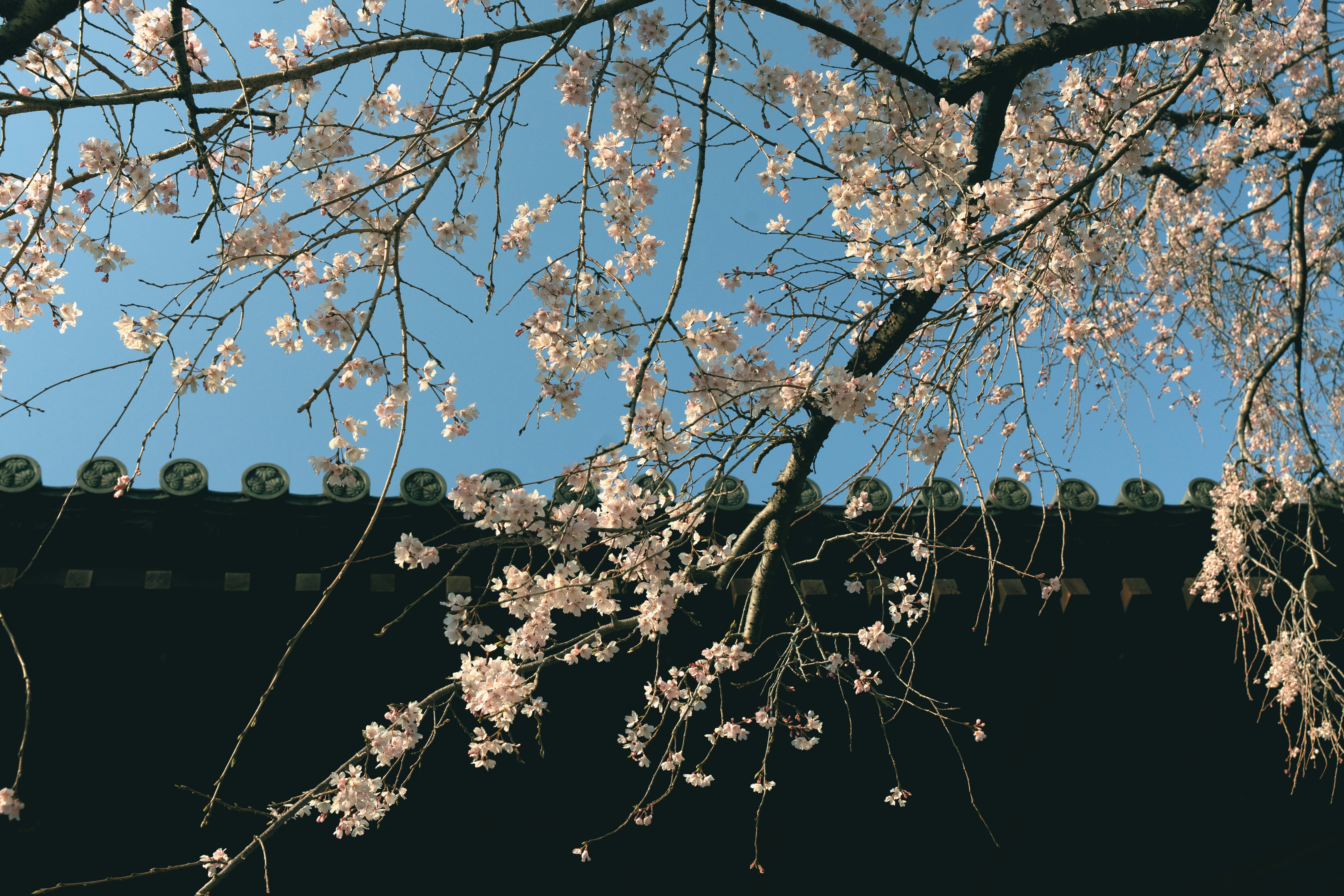 Cherry Blossoms Over a Rustic Tile Roof