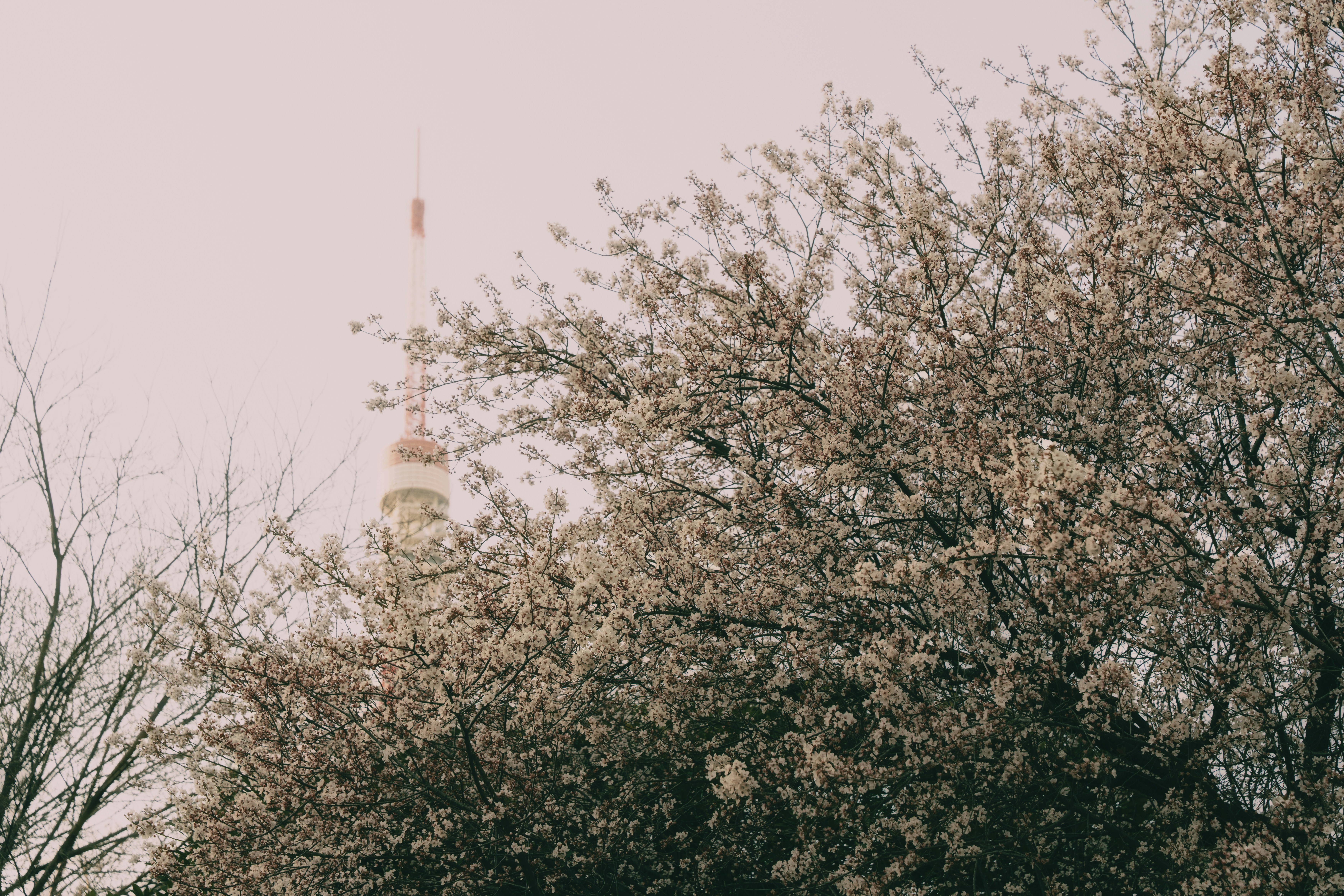 Blossoms Behind a Tower Silhouette