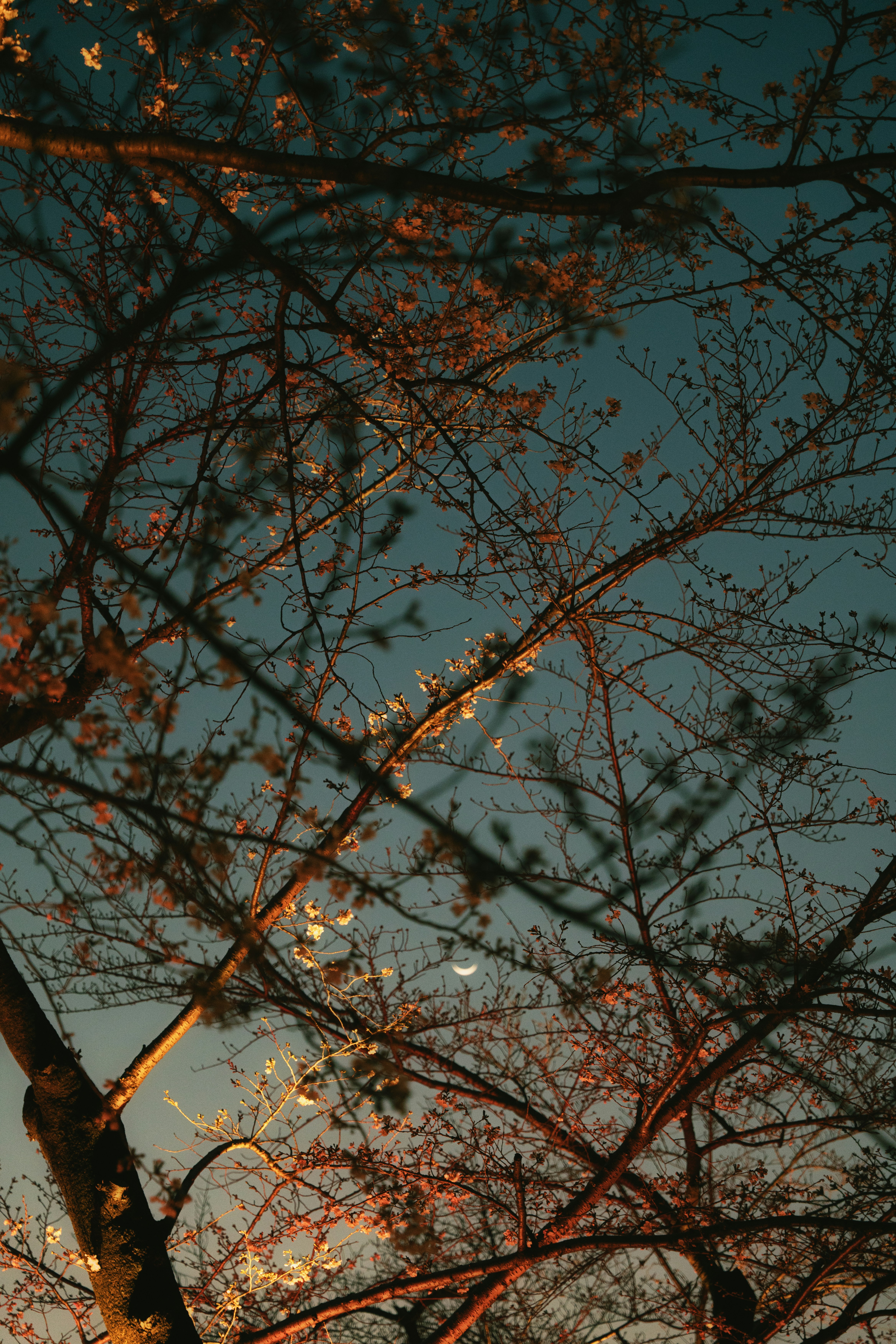 Twilight Orchard: Fractured branches Reach Toward the Sky
