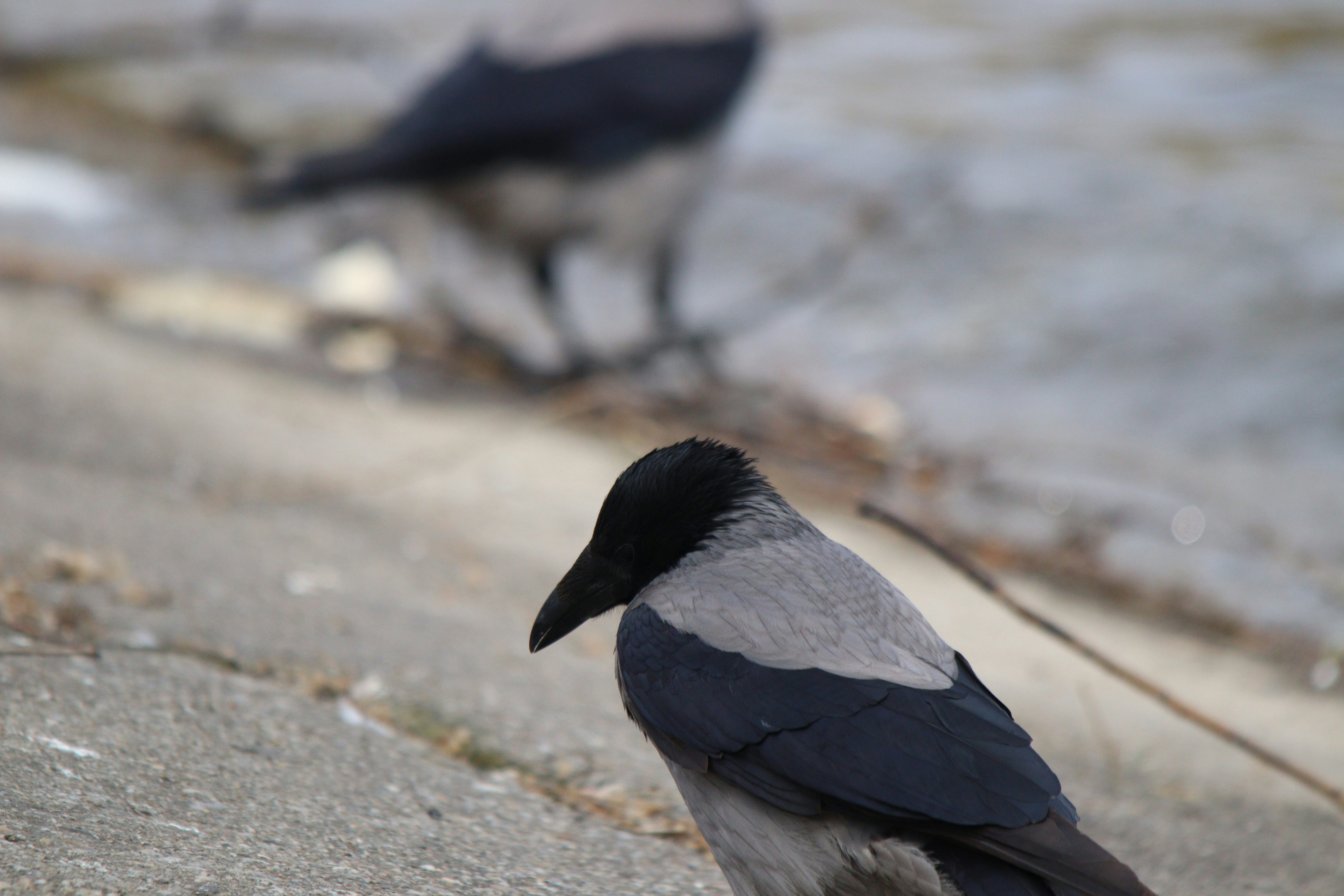 Hooded Crow by the Shore: A Quiet Moment of Coastal Gray