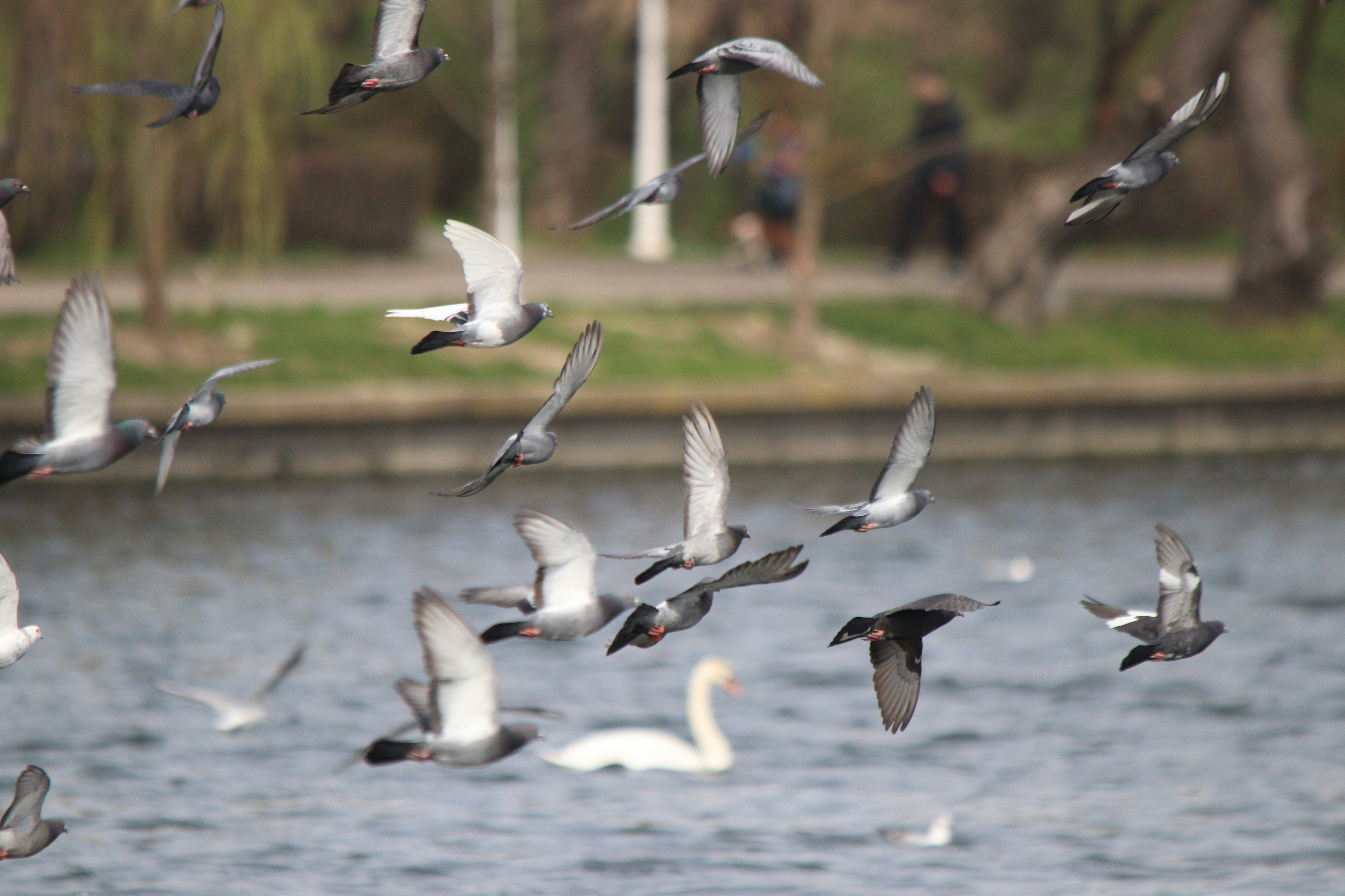 Flight of the Gray Dots: A flock over rippling water